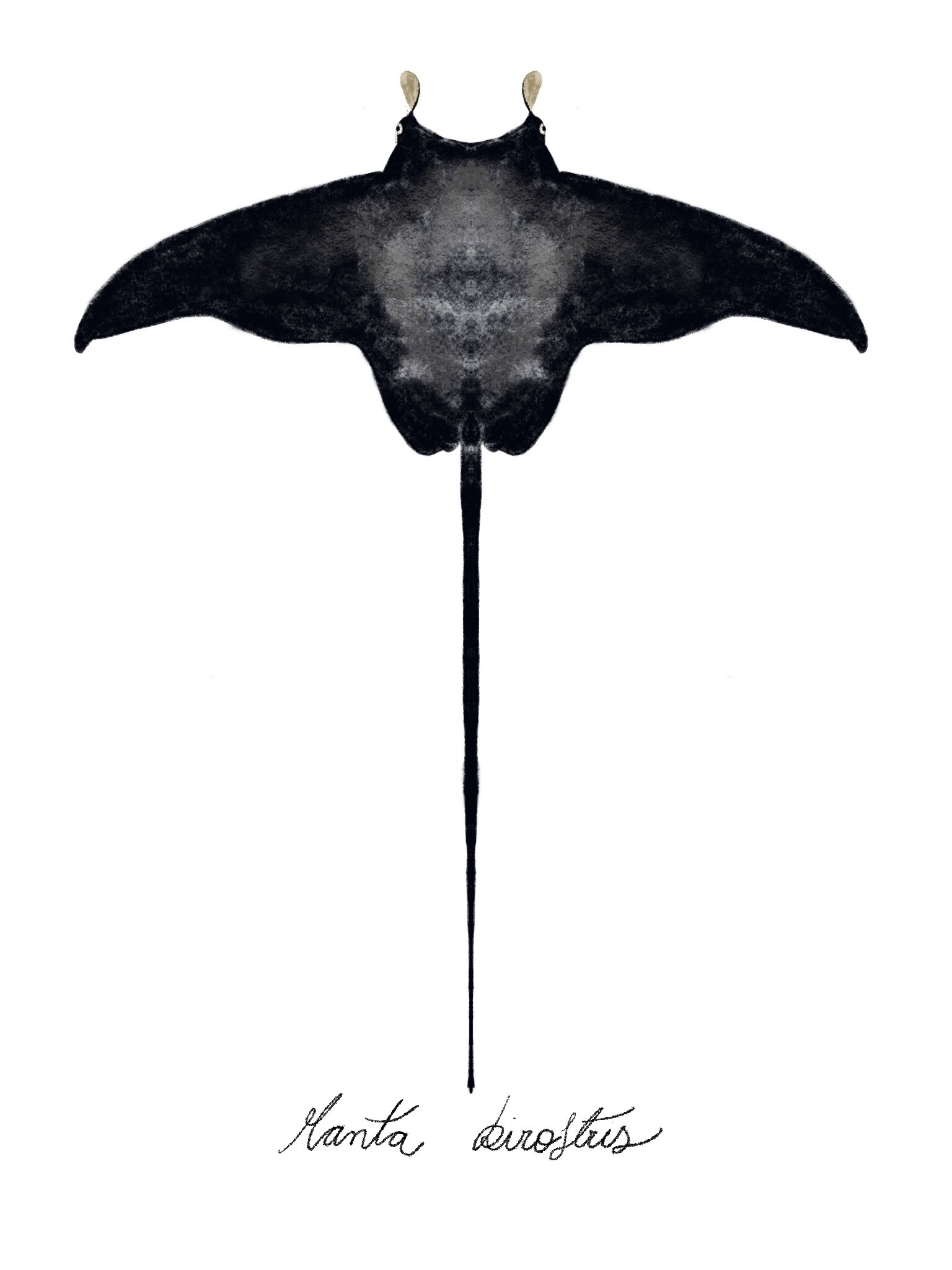 ArtStation - Manta Ray