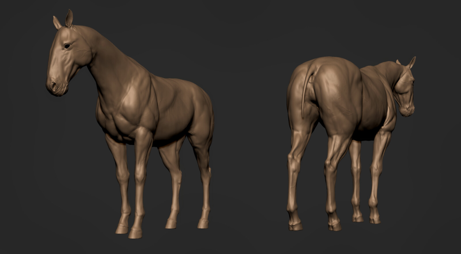 Vladimira Strukanova - Anatomy base: Standardbred horse