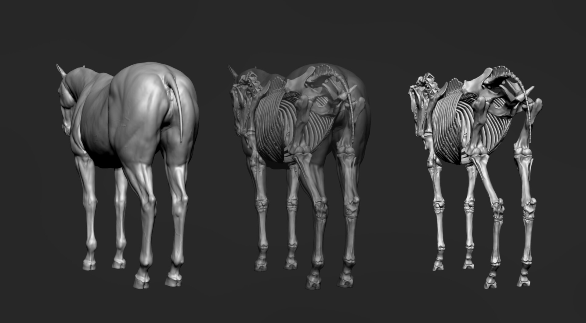 Vladimira Strukanova - Anatomy base: Standardbred horse