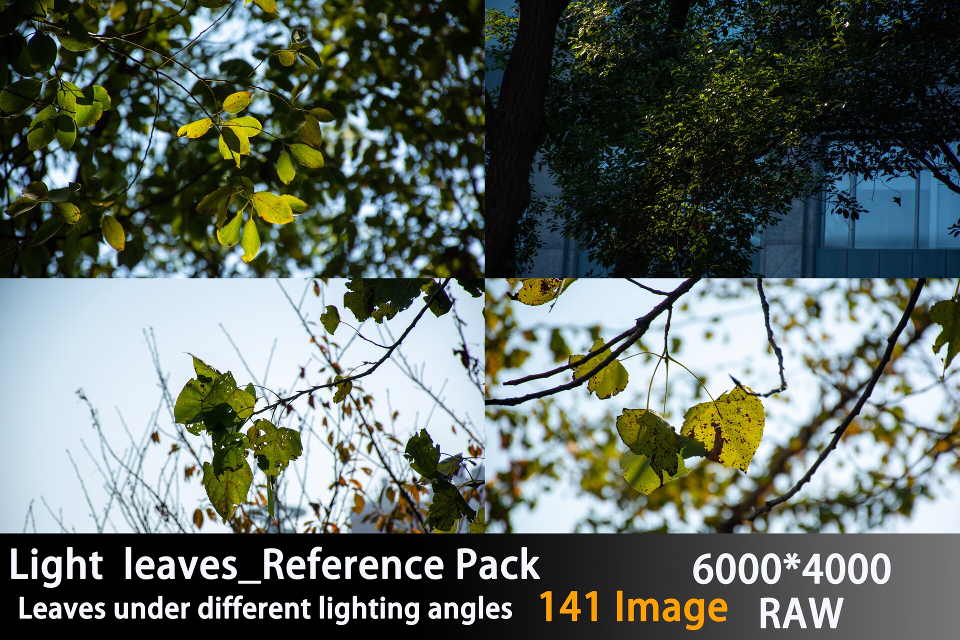 pig jio - Light leaves_01_Reference Pack
