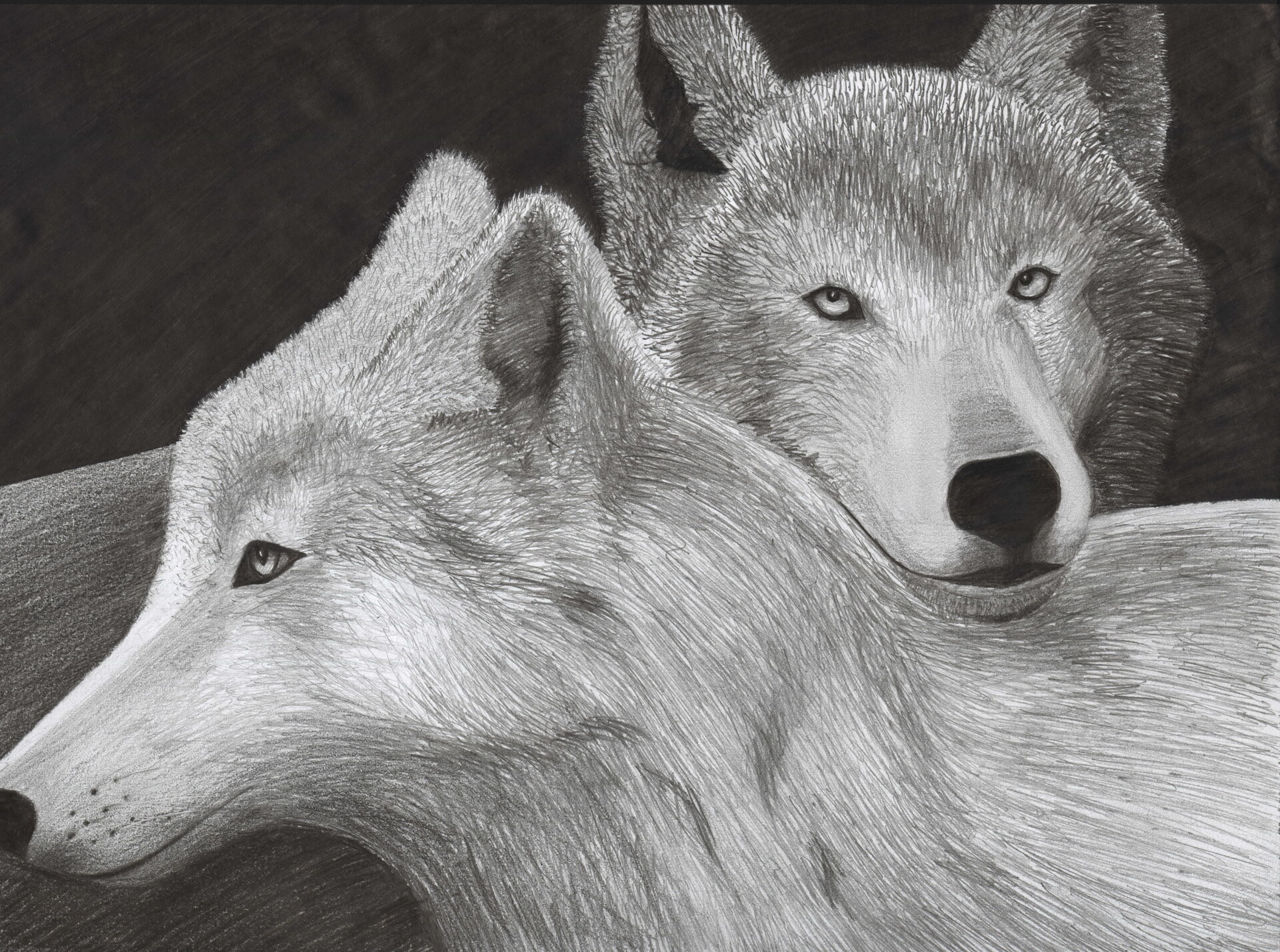 ArtStation - two wolves
