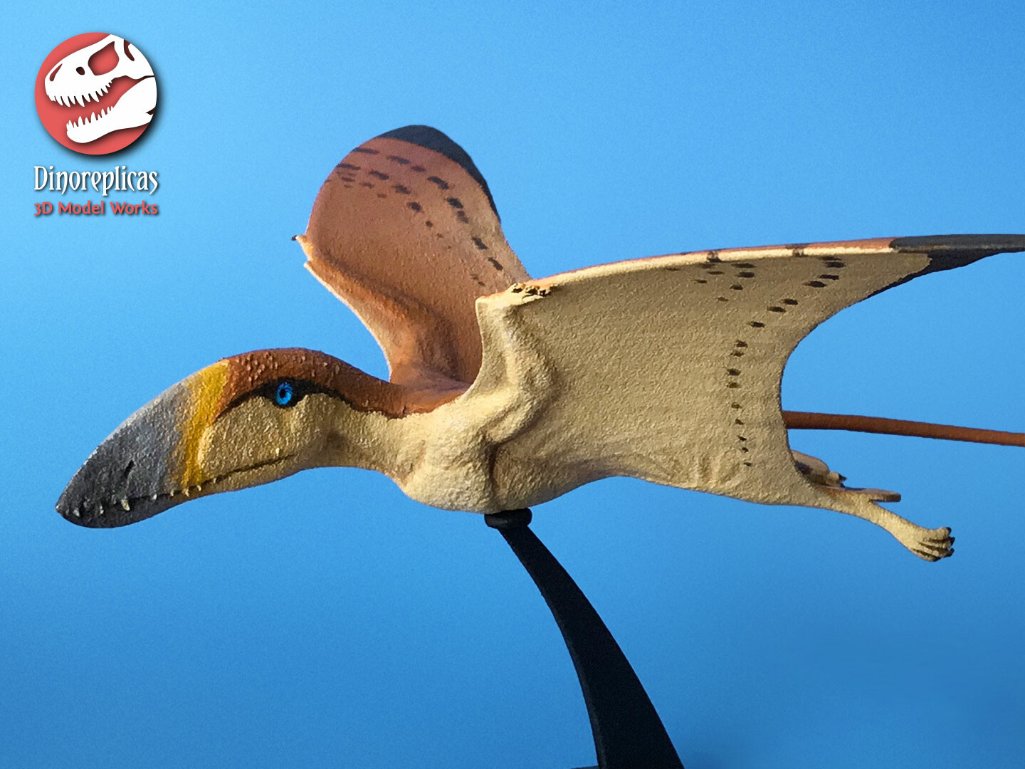 DinoReplicas - 3D Model Works - 3D Printed Dimorphodon Model