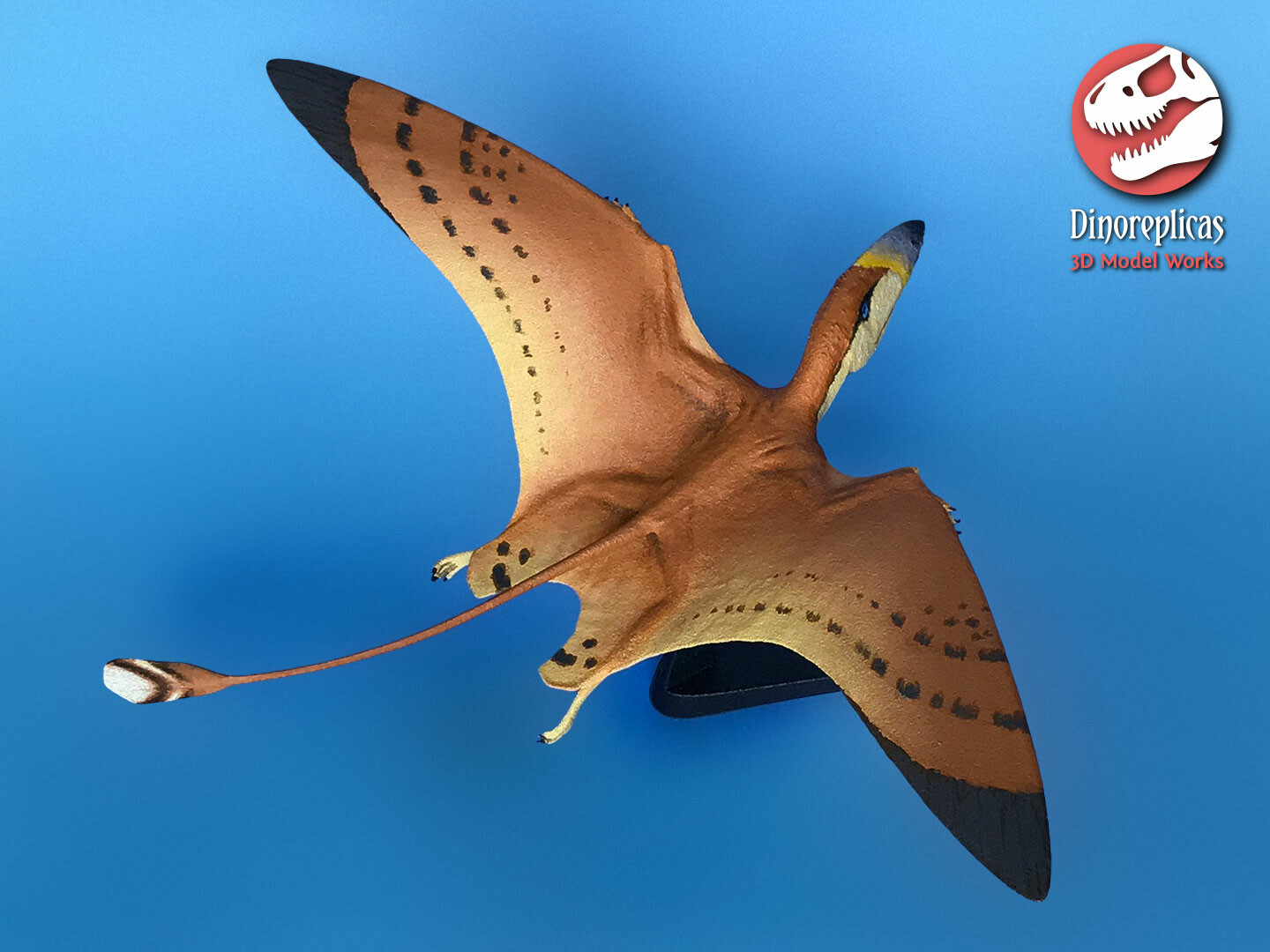 DinoReplicas - 3D Model Works - 3D Printed Dimorphodon Model