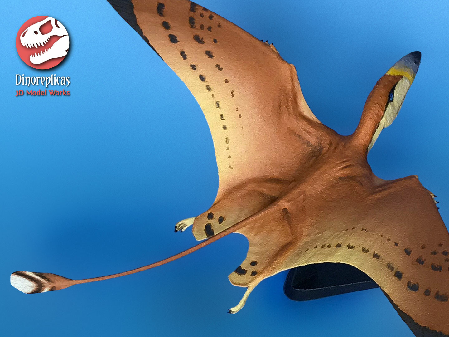 DinoReplicas - 3D Model Works - 3D Printed Dimorphodon Model