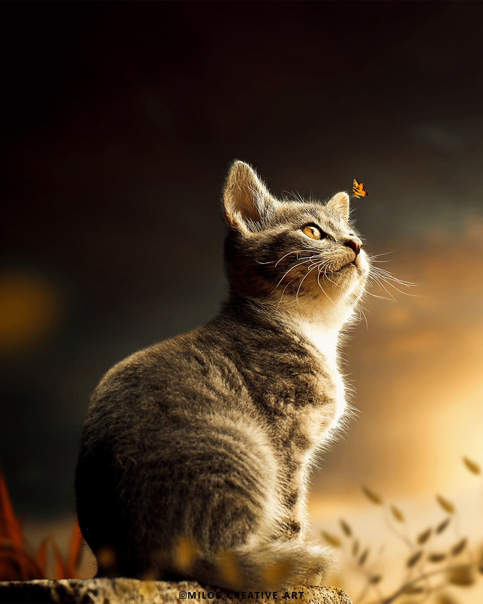 ArtStation - Pretty Cat