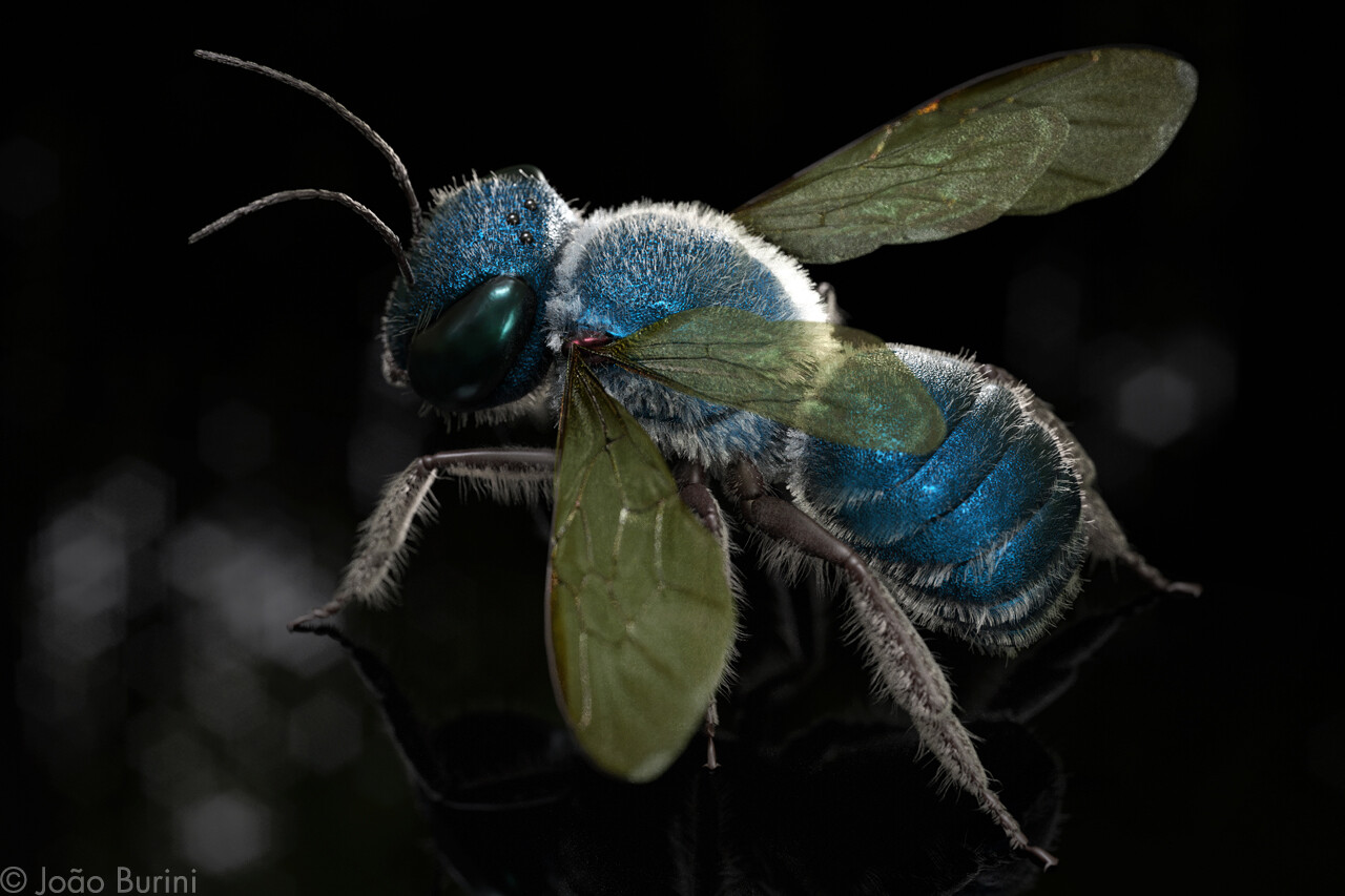 ArtStation - Blue mason bee