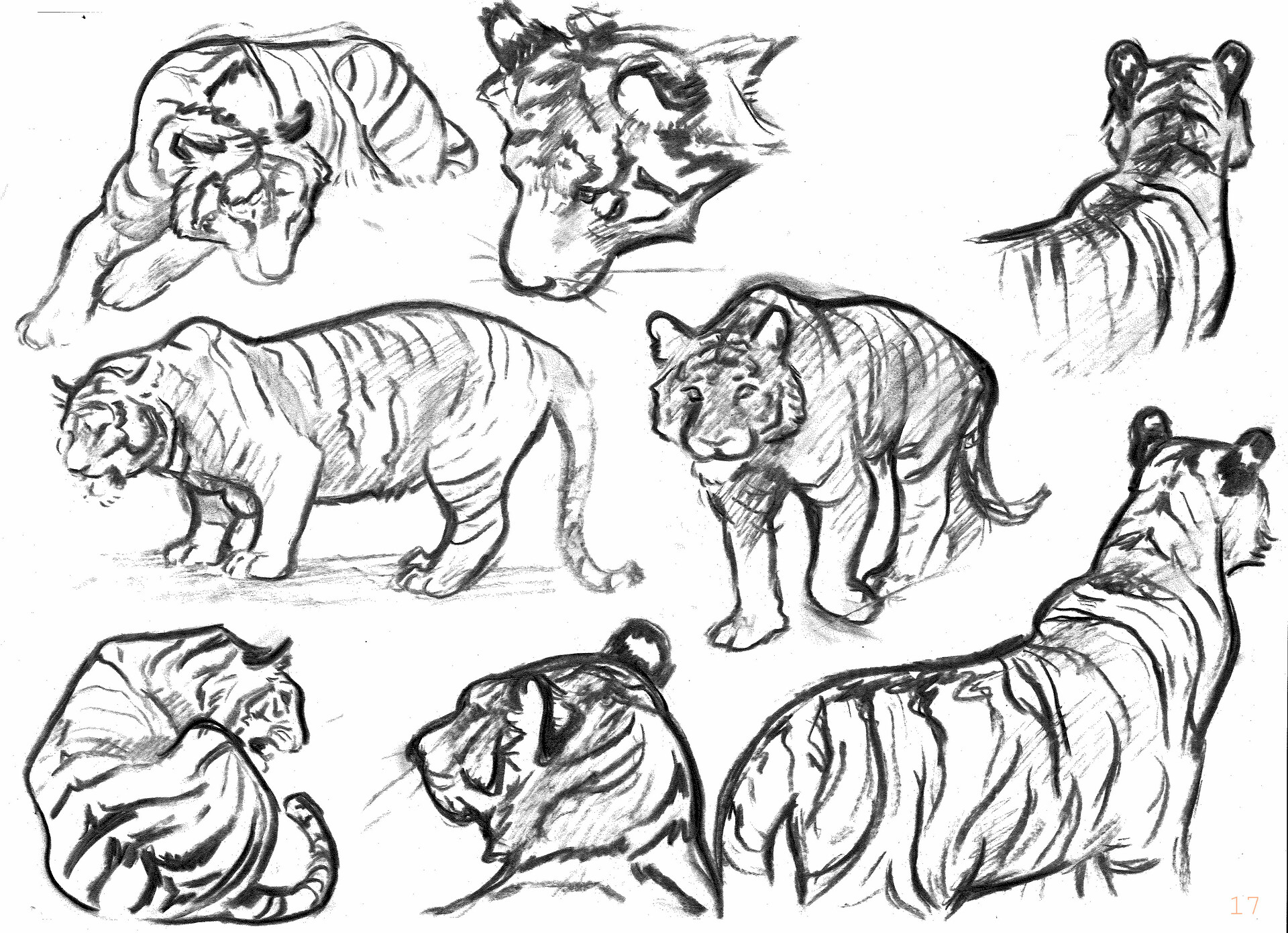 Tiger Character Design
