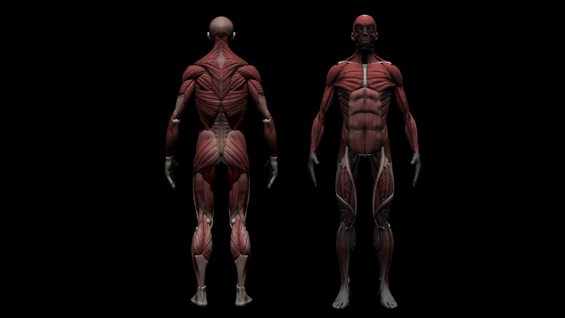 ArtStation - Ecorche