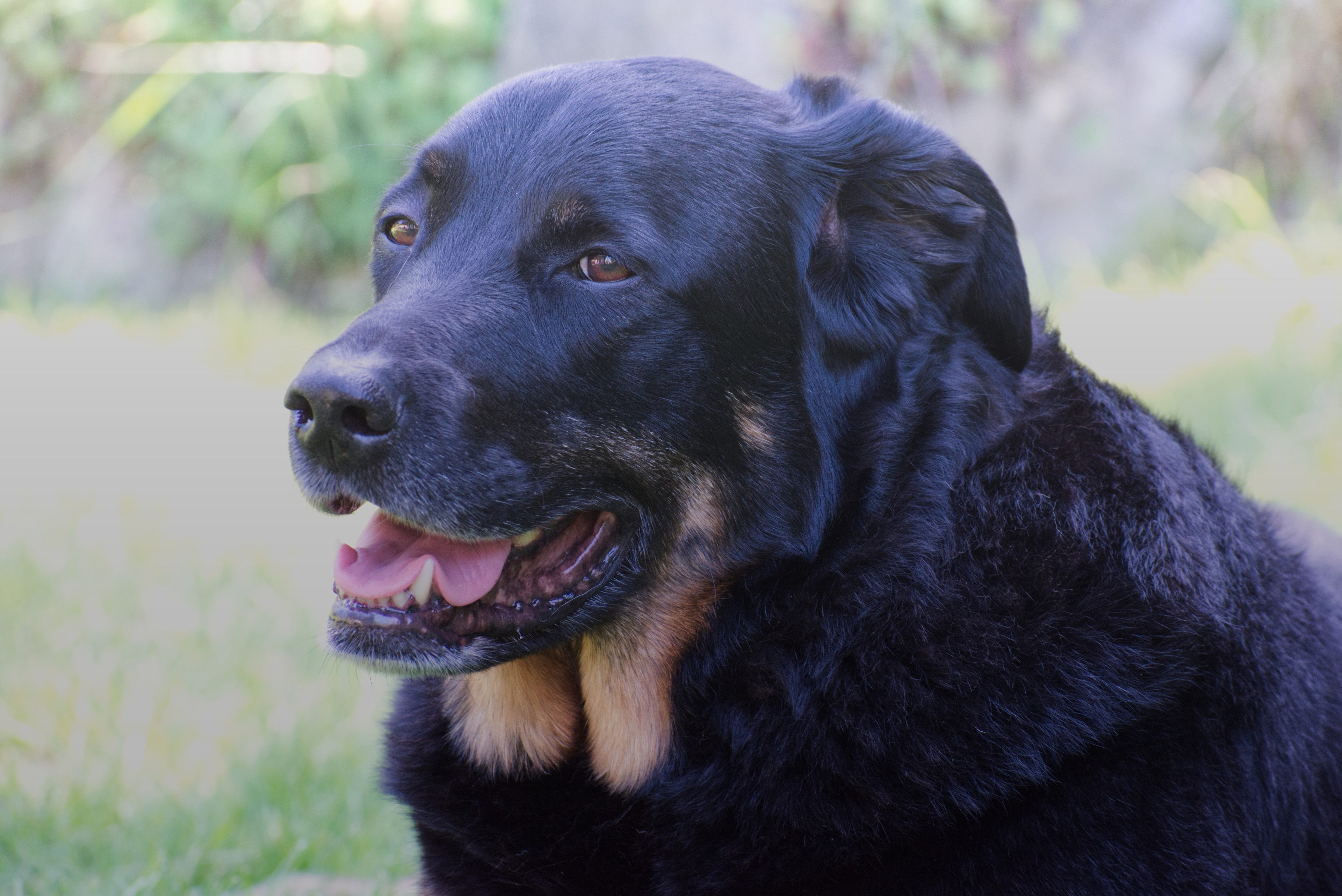 Andy Burt - Pet Portraits
