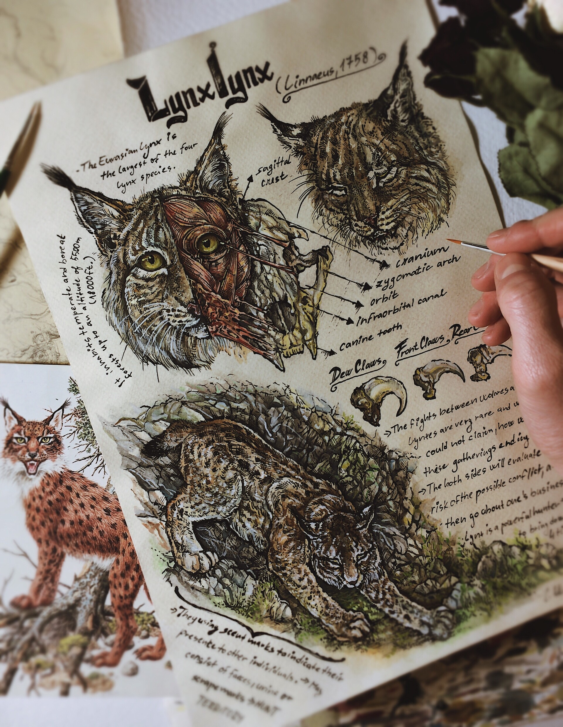 ArtStation - Lynx lynx