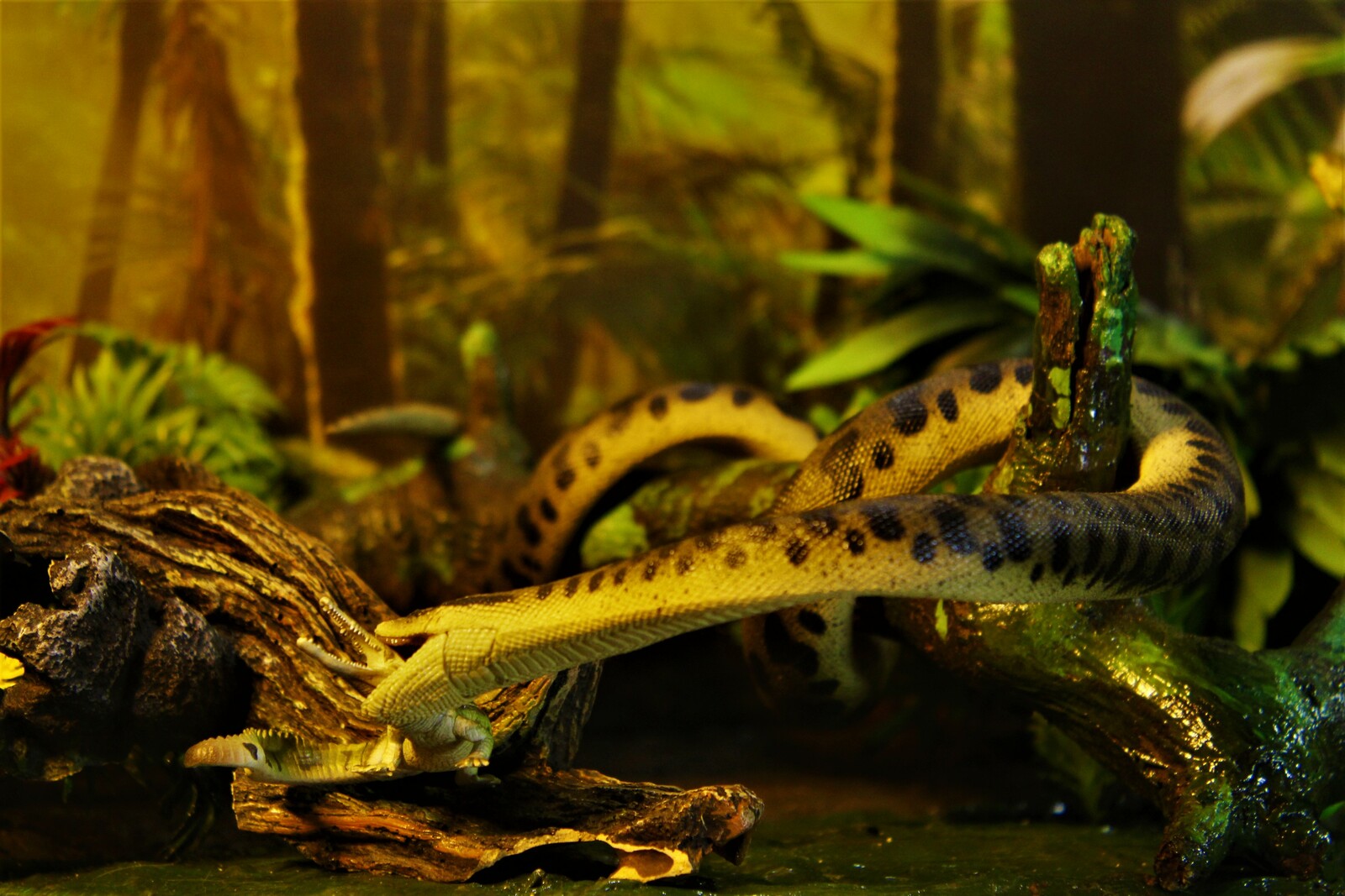 Jose R. Vazquez Rodriguez - South American Predator II