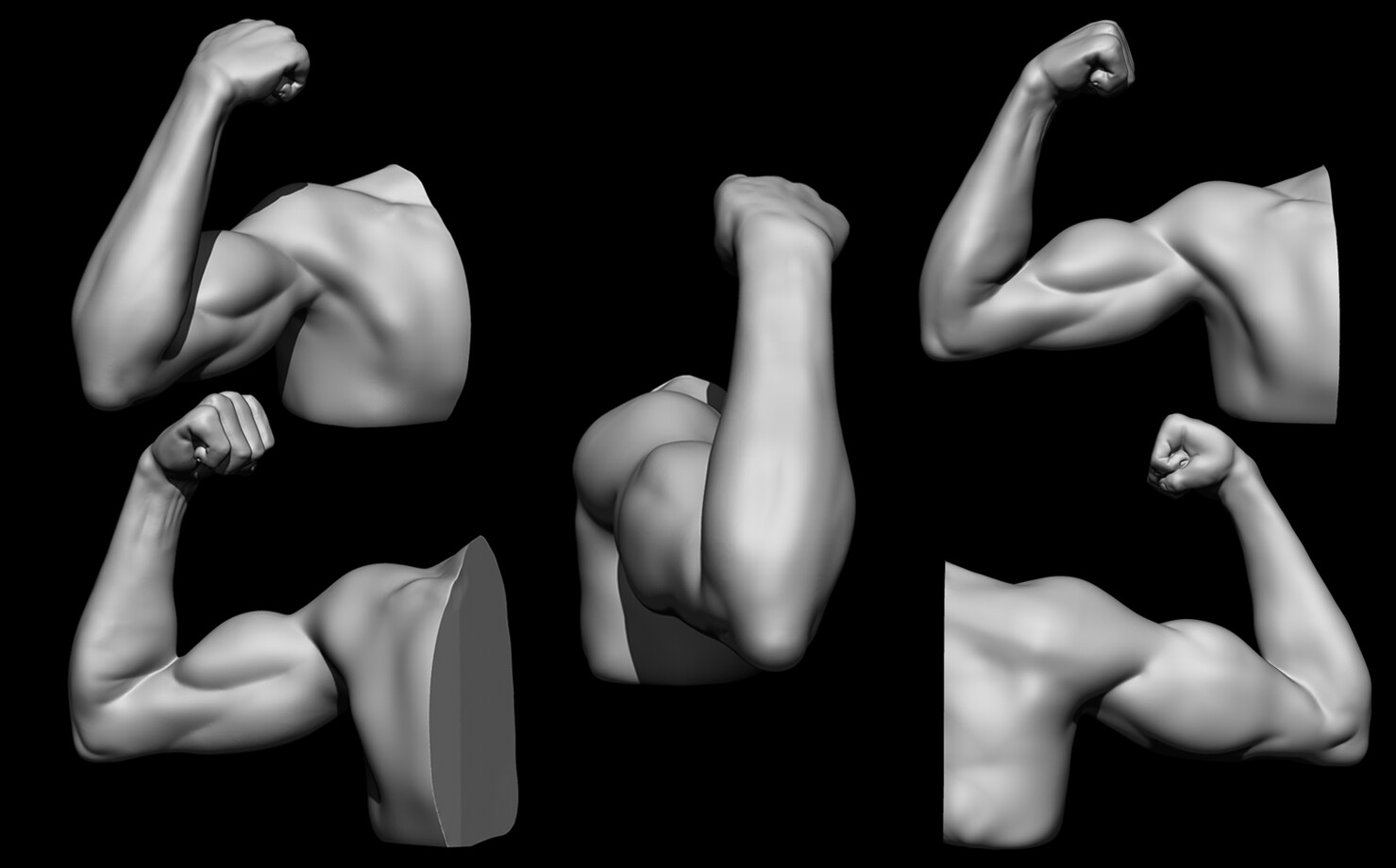 Male Arm Muscle Anatomy