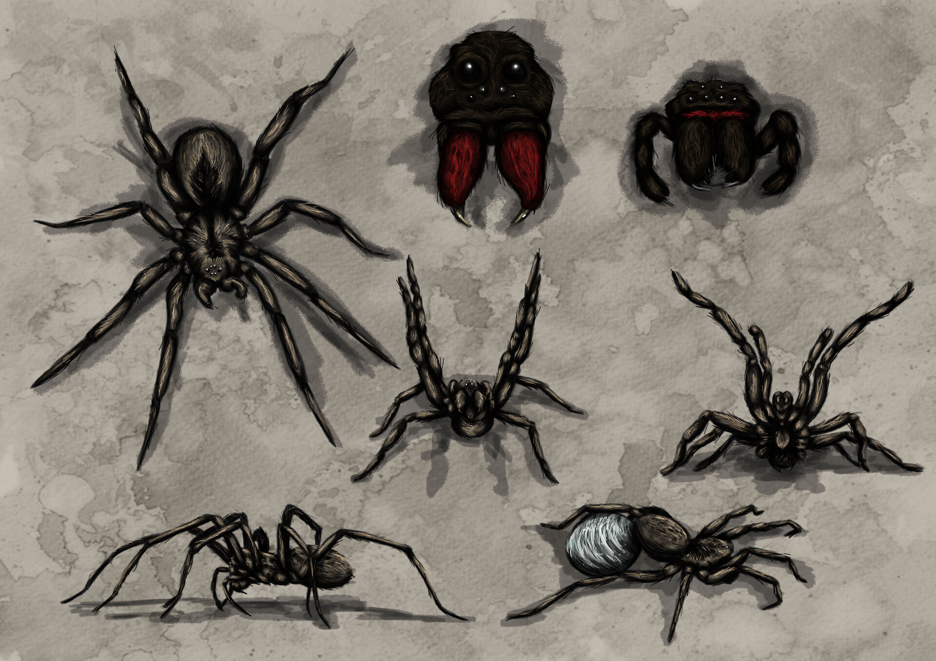 ArtStation - Spider Studies