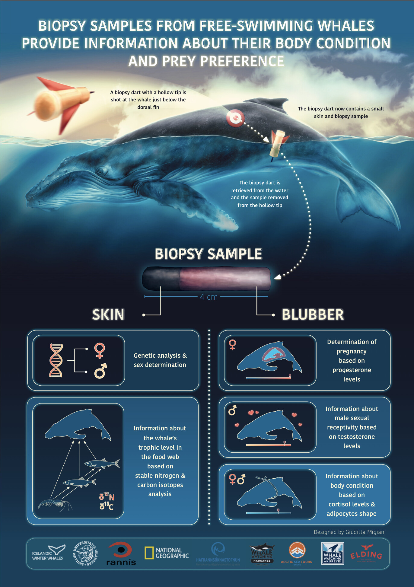 ArtStation - Whale research infographic