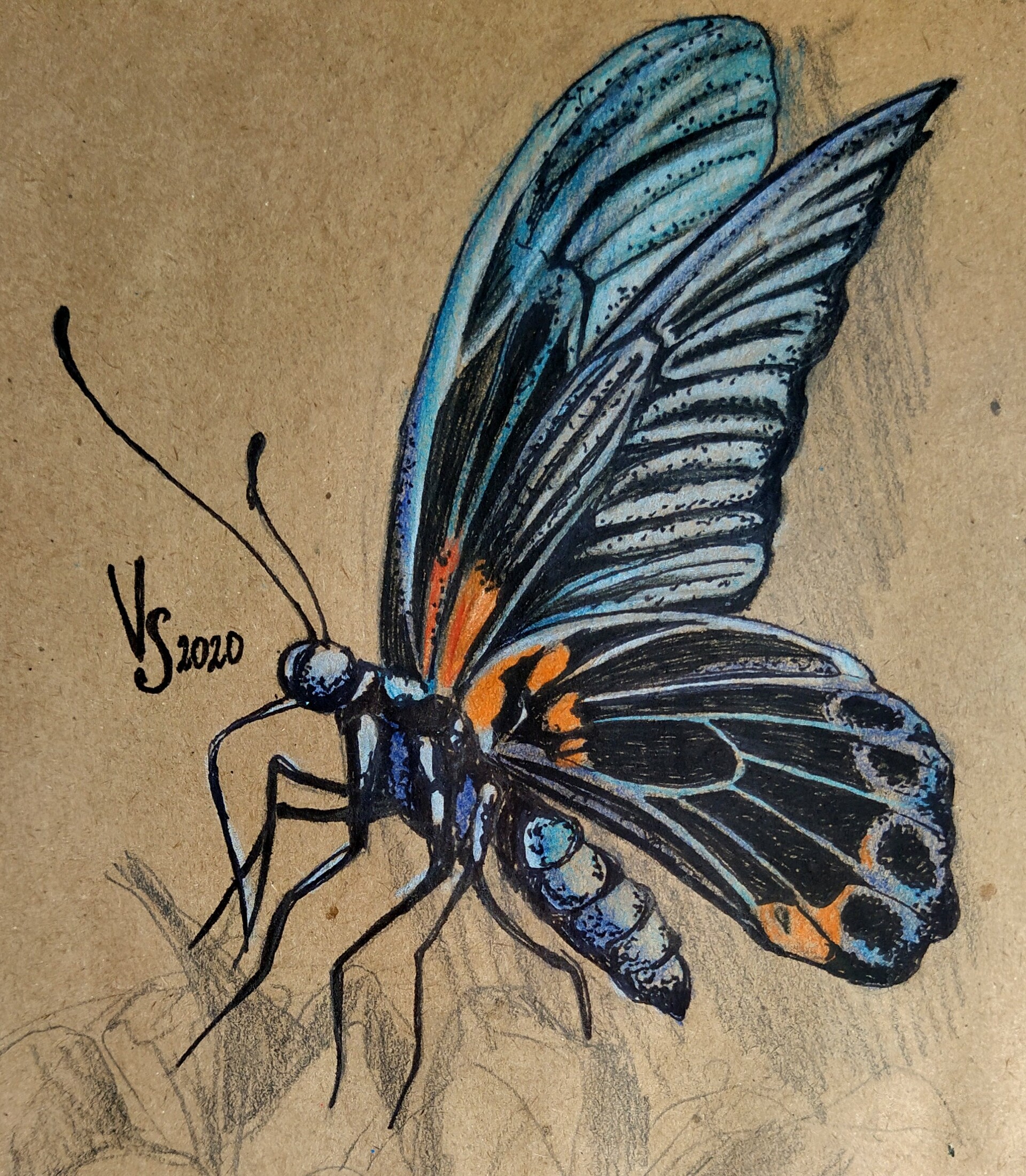 ArtStation - Quick sketch. Butterfly