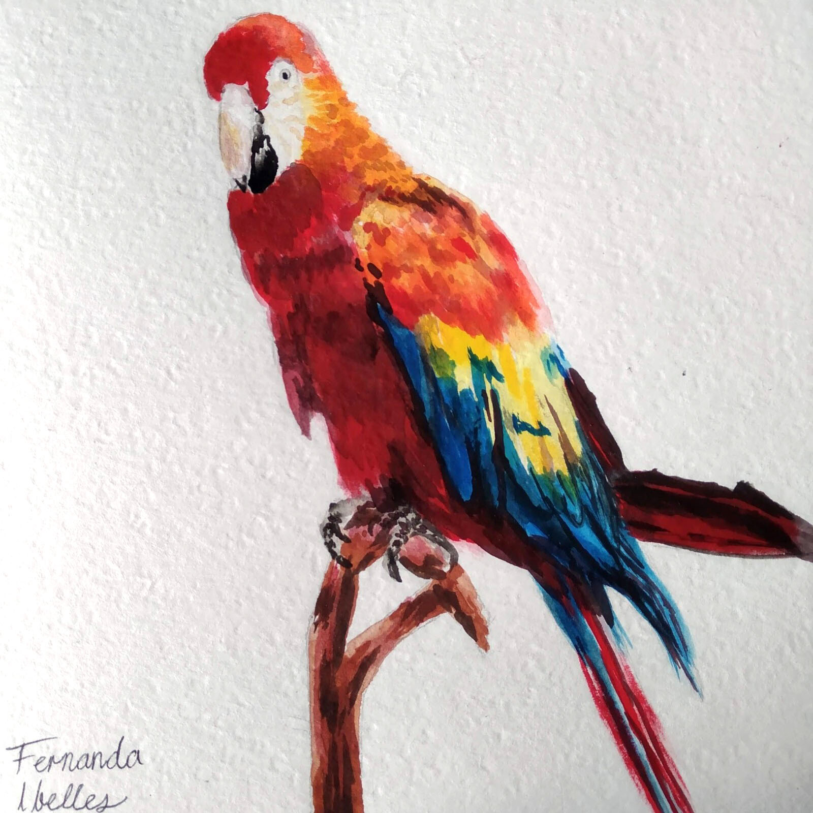 ArtStation - Guacamaya