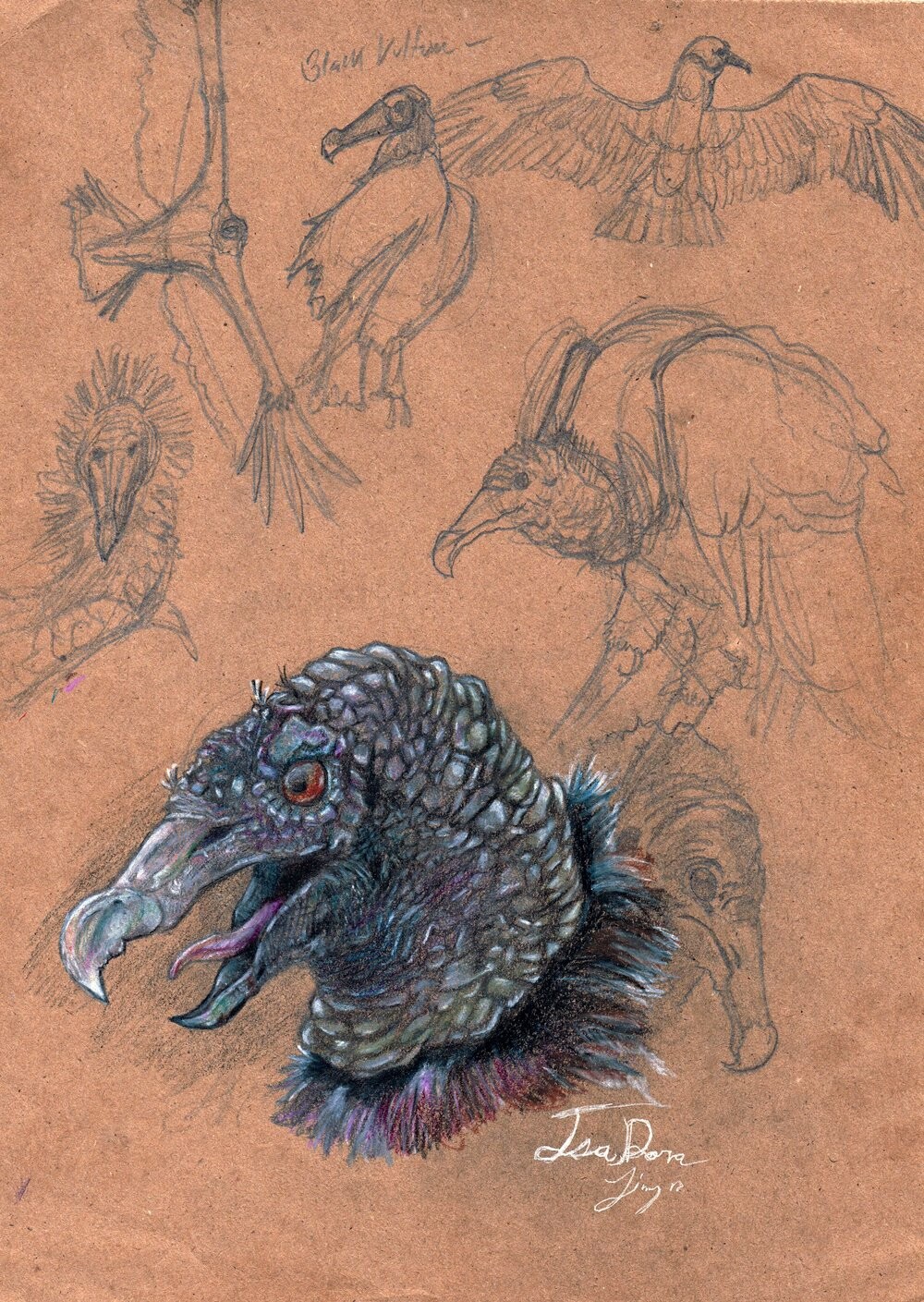 ArtStation - Vulture Study