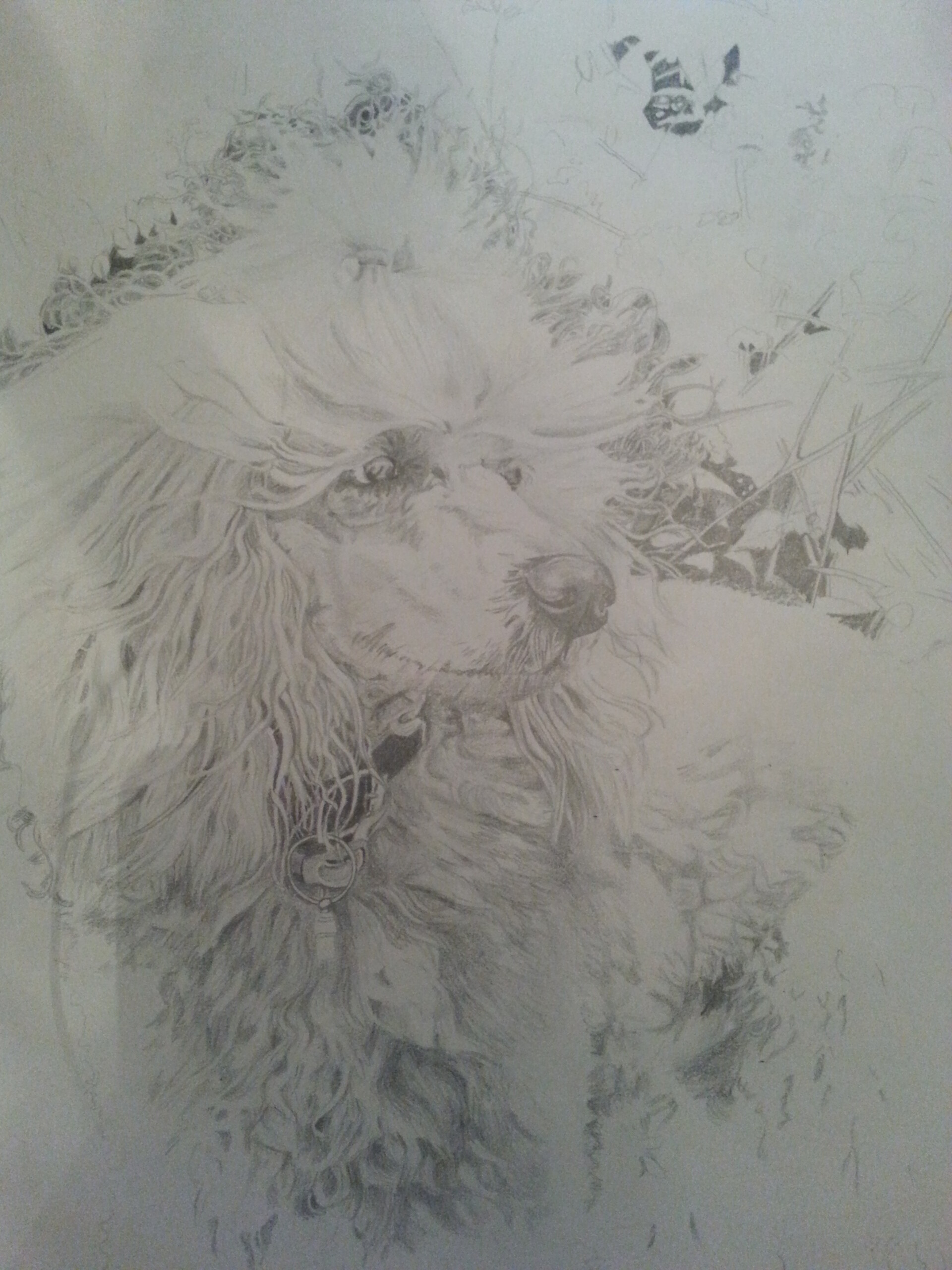 ArtStation - Pencil drawing - poodle