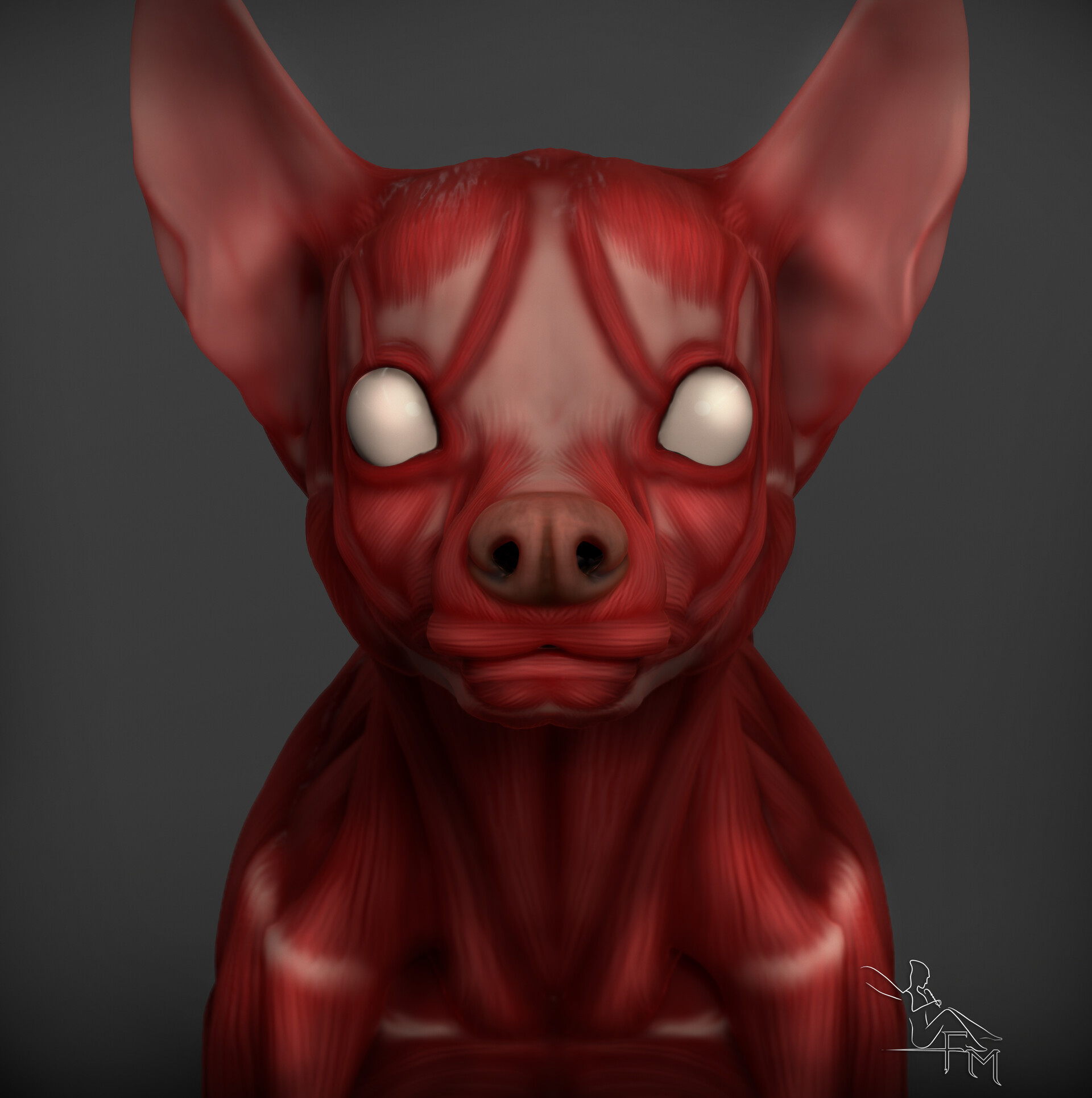 Flavia Merlino - Cippi the chihuahua: anatomical development