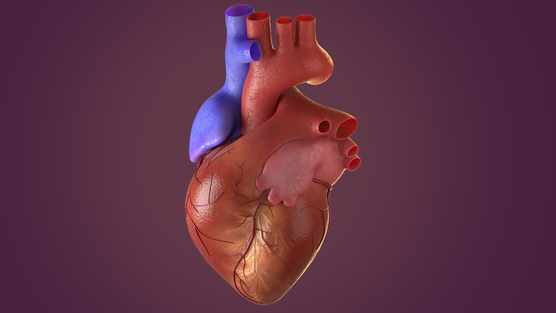 ArtStation - human heart