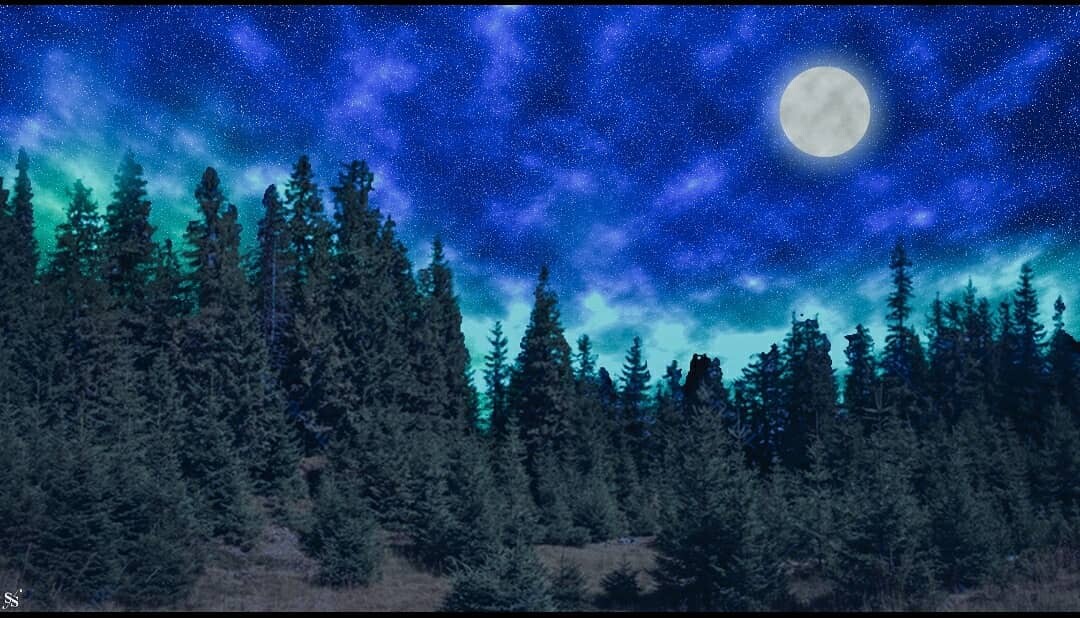 ArtStation - Night Forest