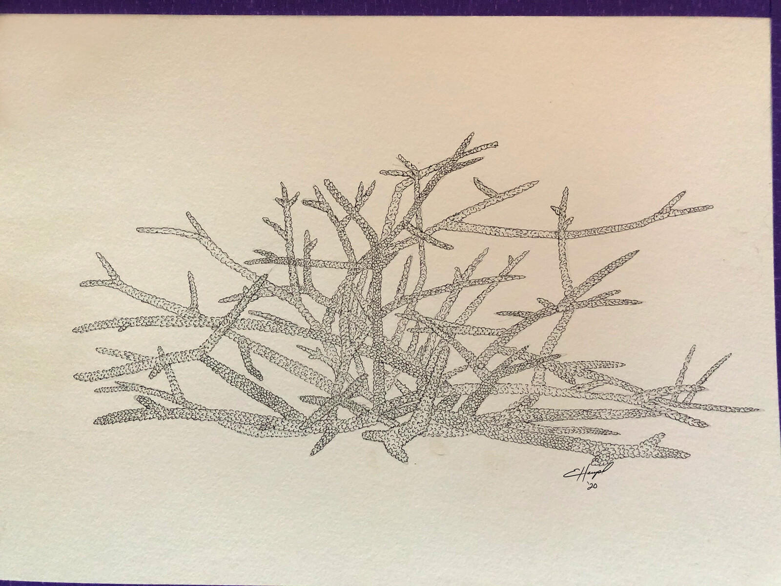 ArtStation - Acropora cervicornis