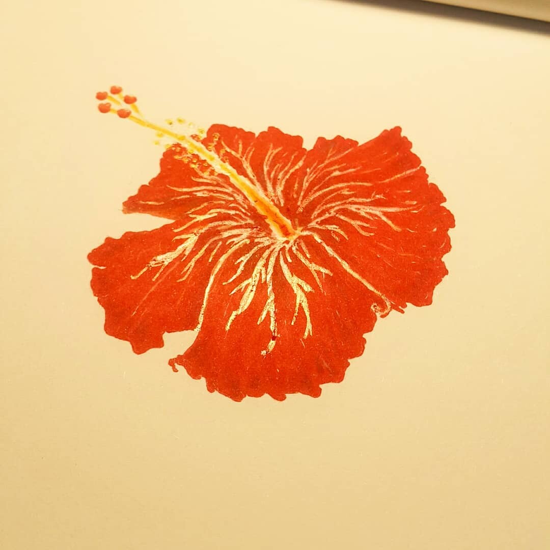 bunga raya drawing realistic