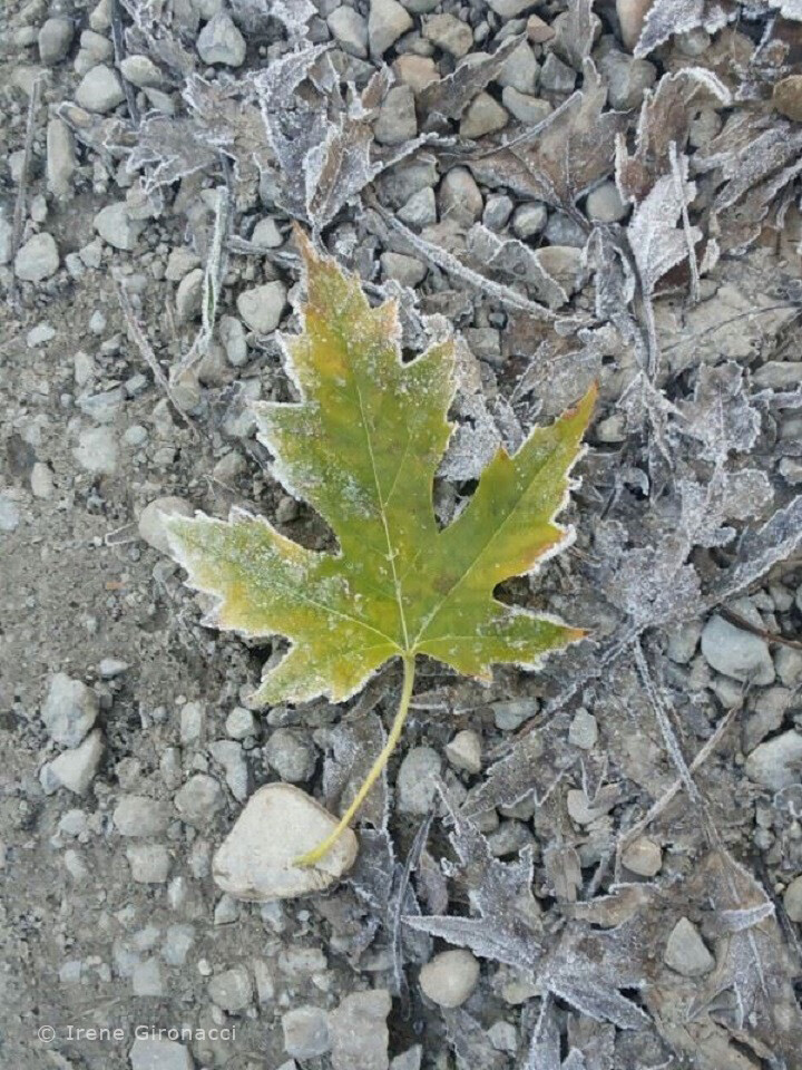 ArtStation - Frozen Leaf