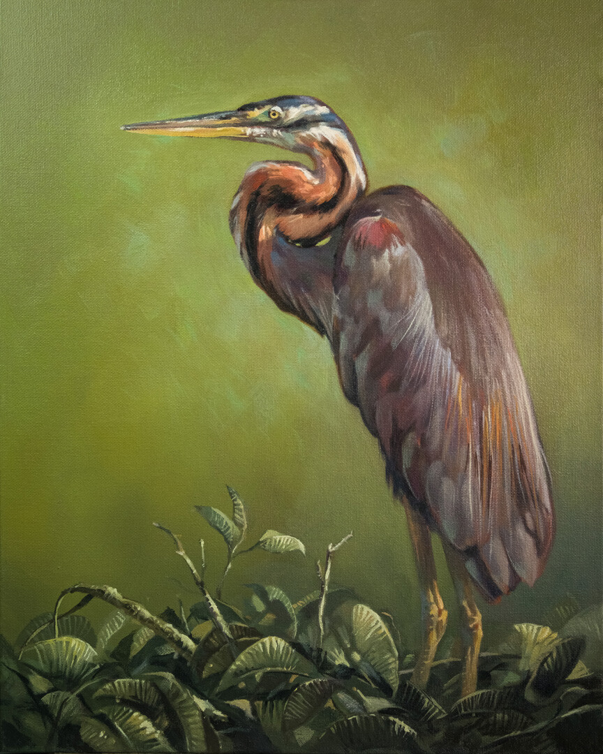 ArtStation - Purple heron (Ardea purpurea)
