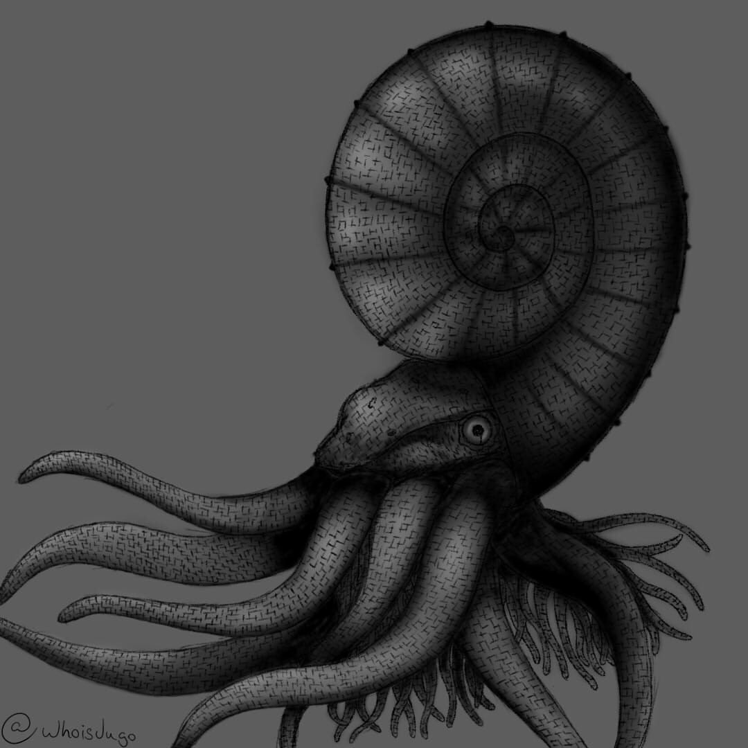 ArtStation - nautilus