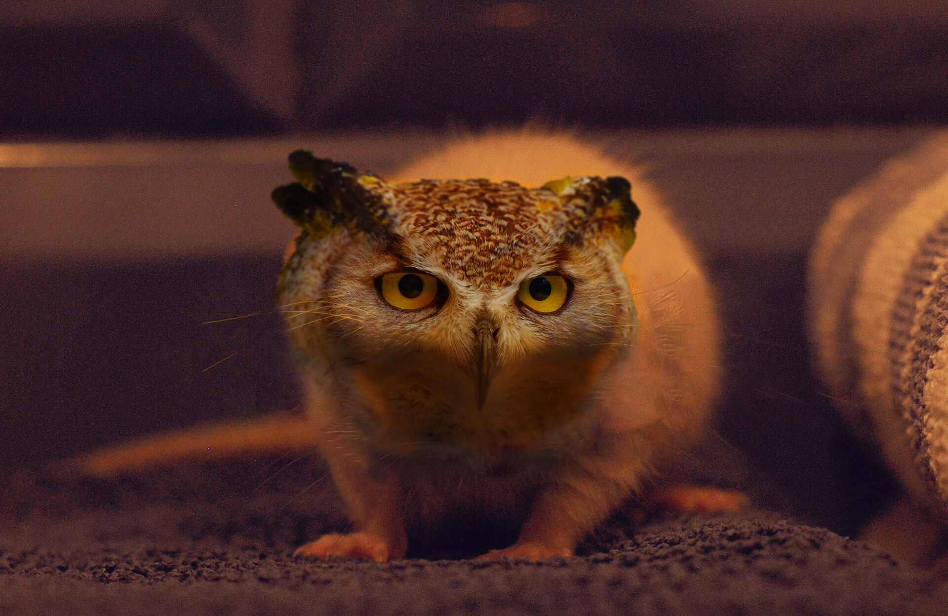 ArtStation - Owly Rat