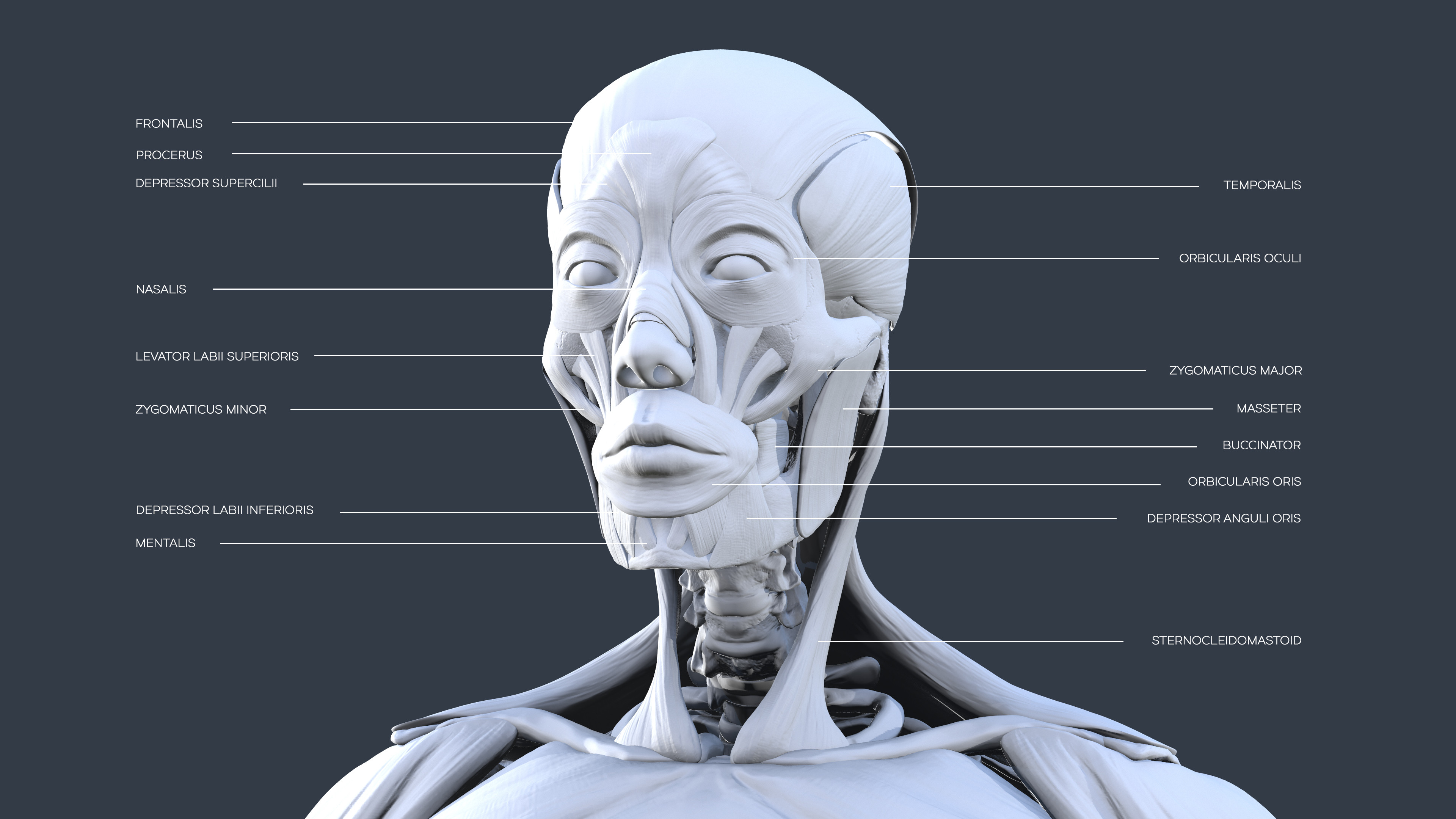 Taanthip Tuchinda - Ecorche Study