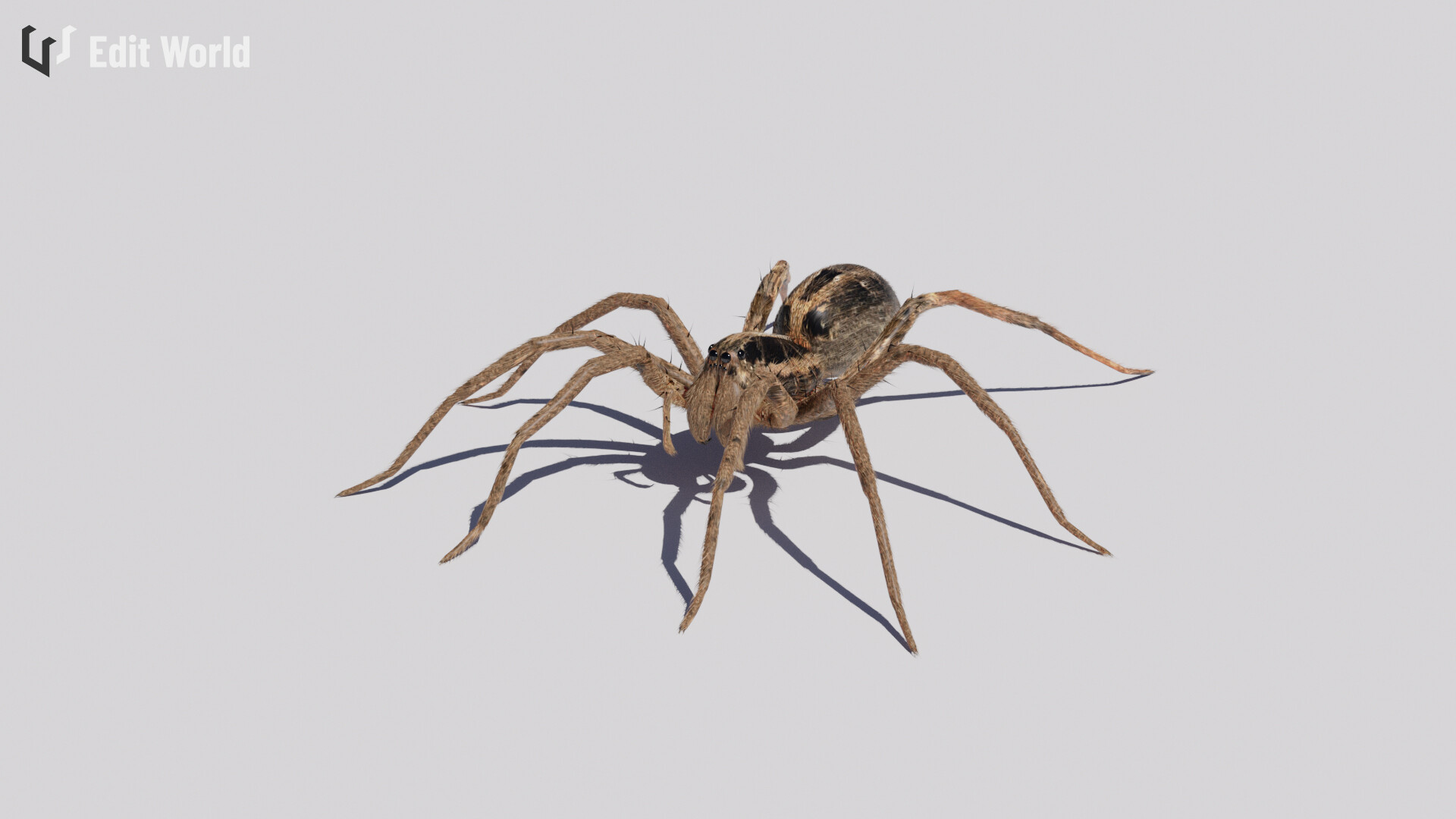 ArtStation - Wolf Spider