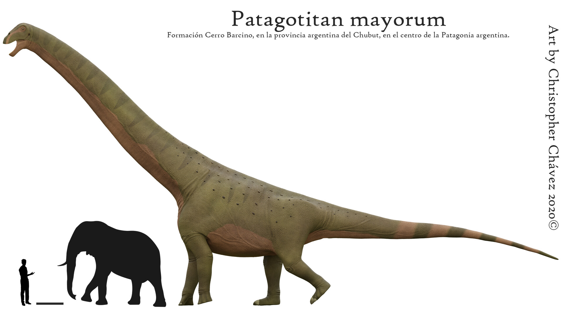 ArtStation - Size Patagotitan mayorum