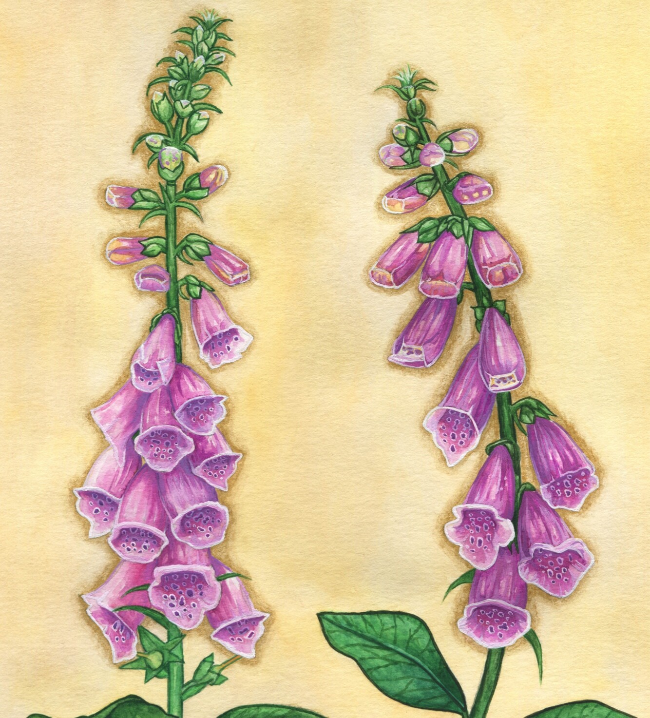 Digitalis Drawing