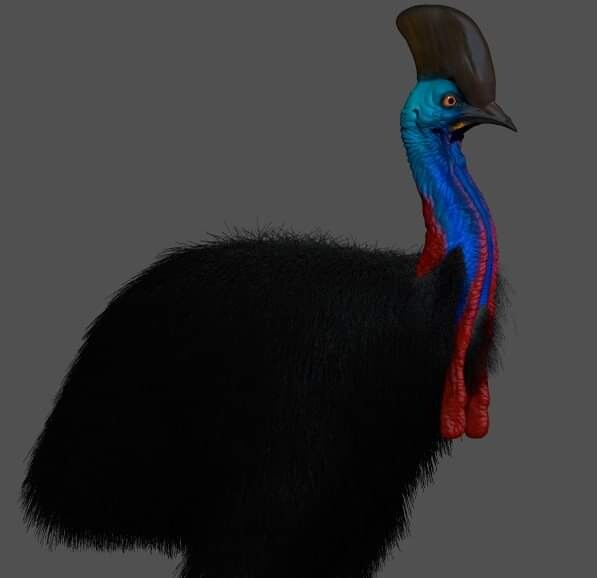ArtStation - Cassowary bird