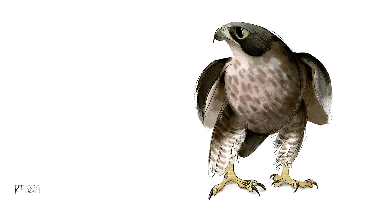 ArtStation - Falcons