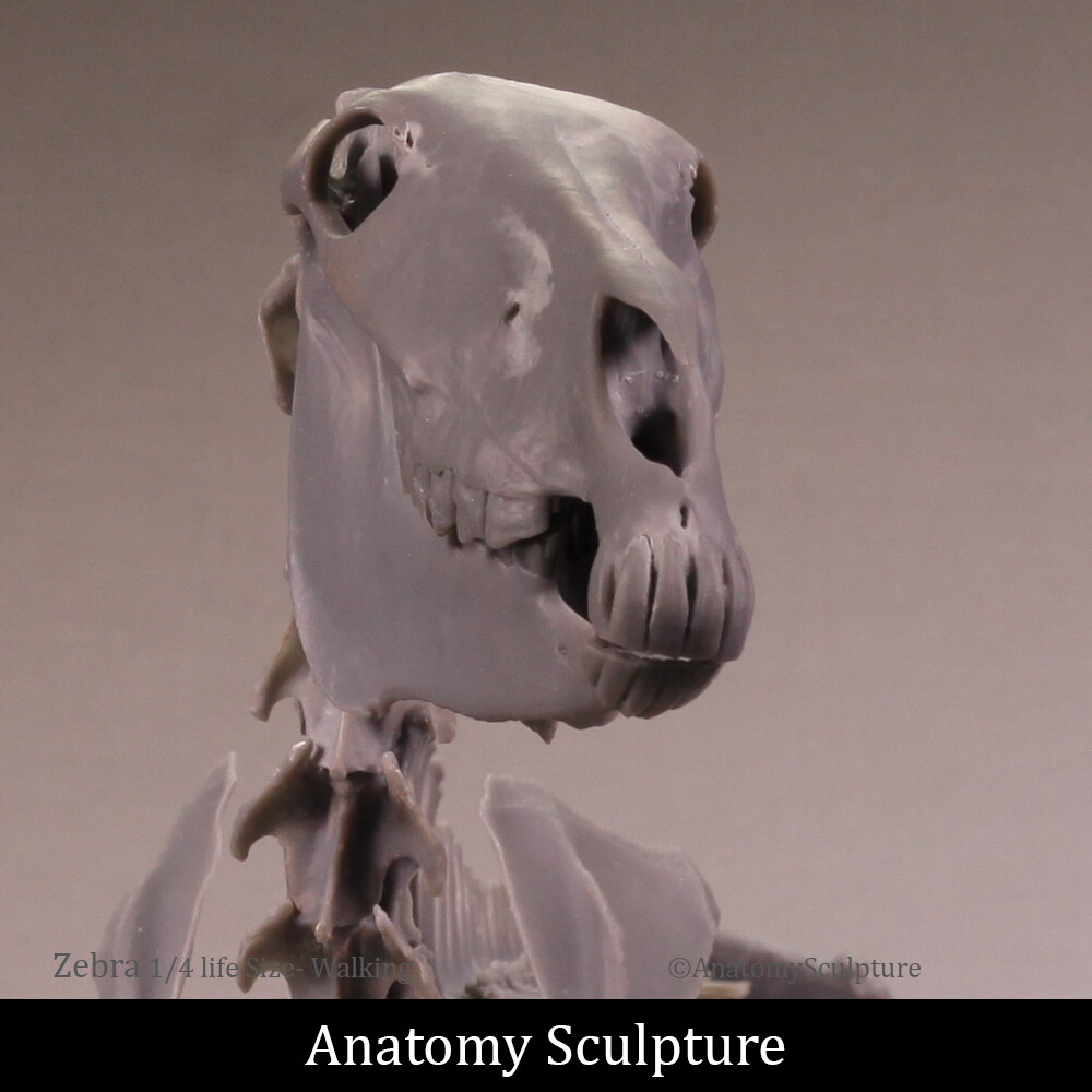 zebra skeleton reconstruction