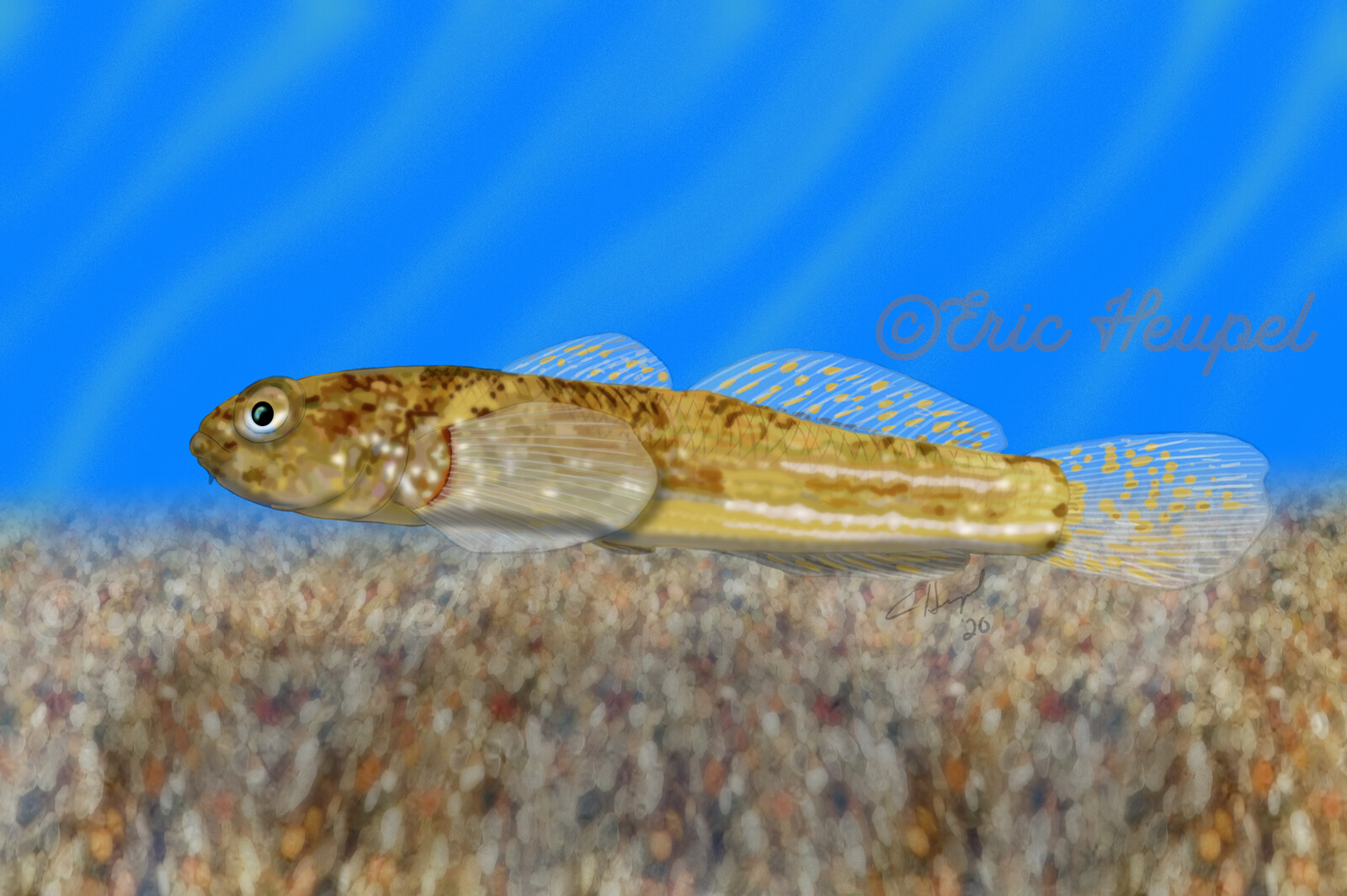 ArtStation - Ladd's Frillgoby, Bathygobius laddi