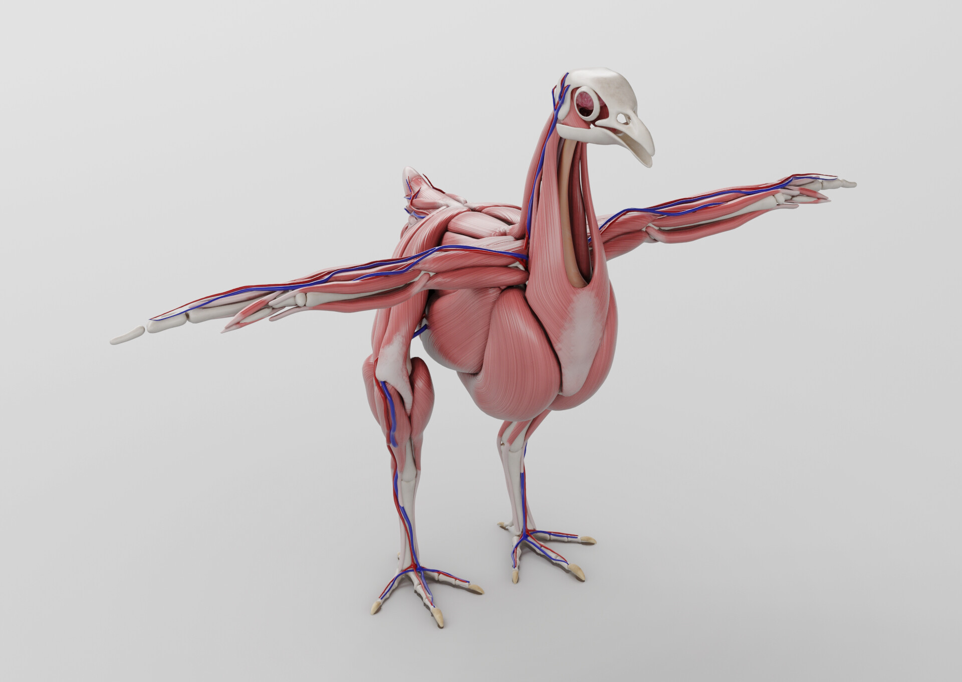 Dabronaki Dávid - Chicken anatomy in T-pose for rigging