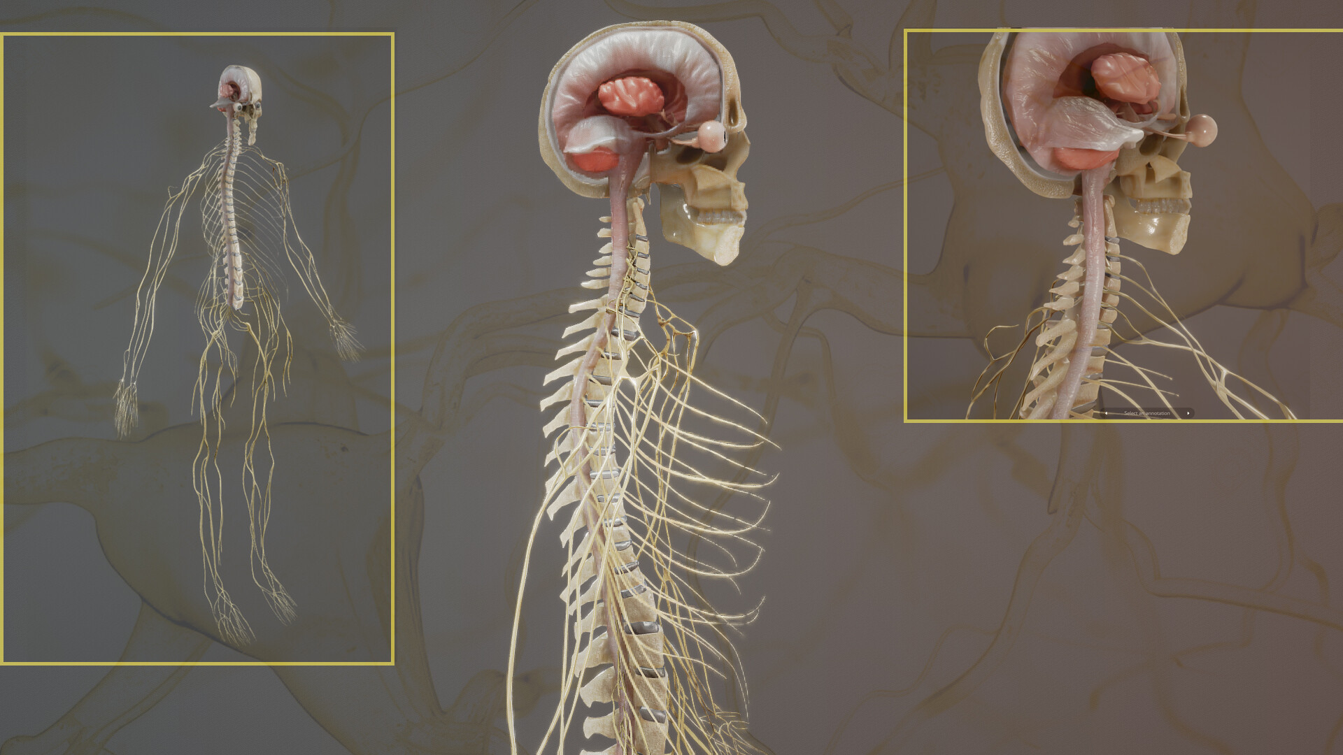 ArtStation - Mapping of the Nervous System