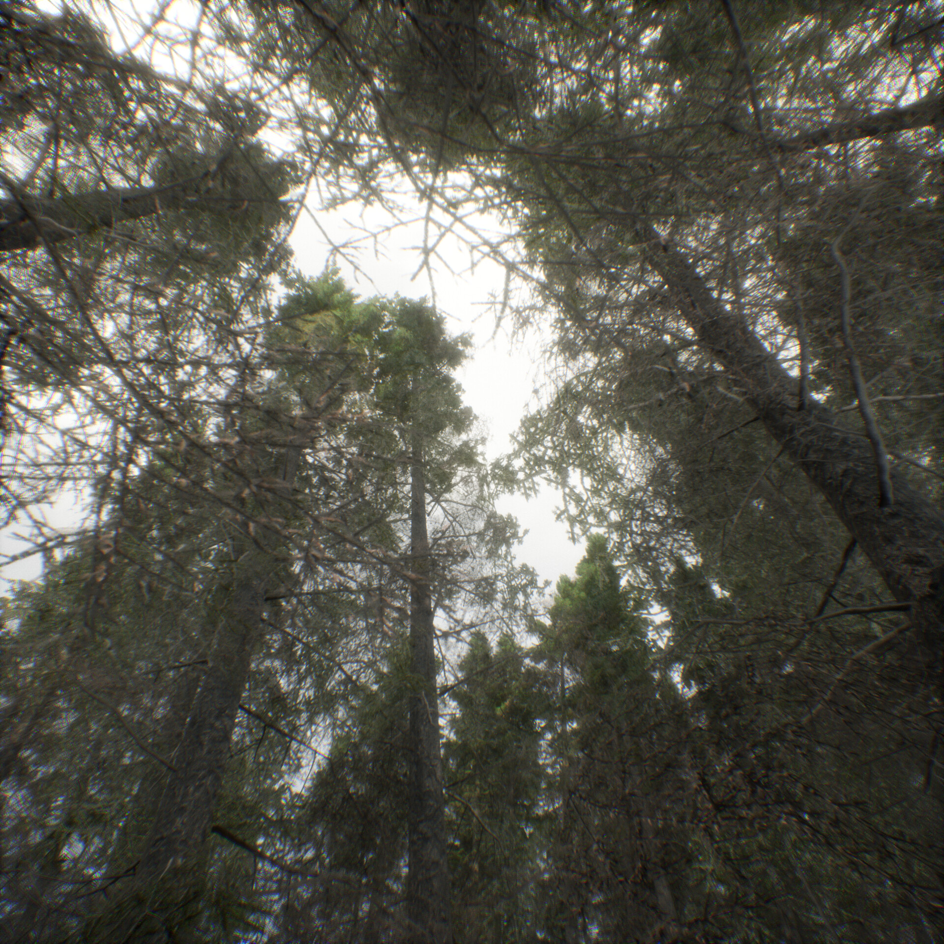 ArtStation - Spruce Stand