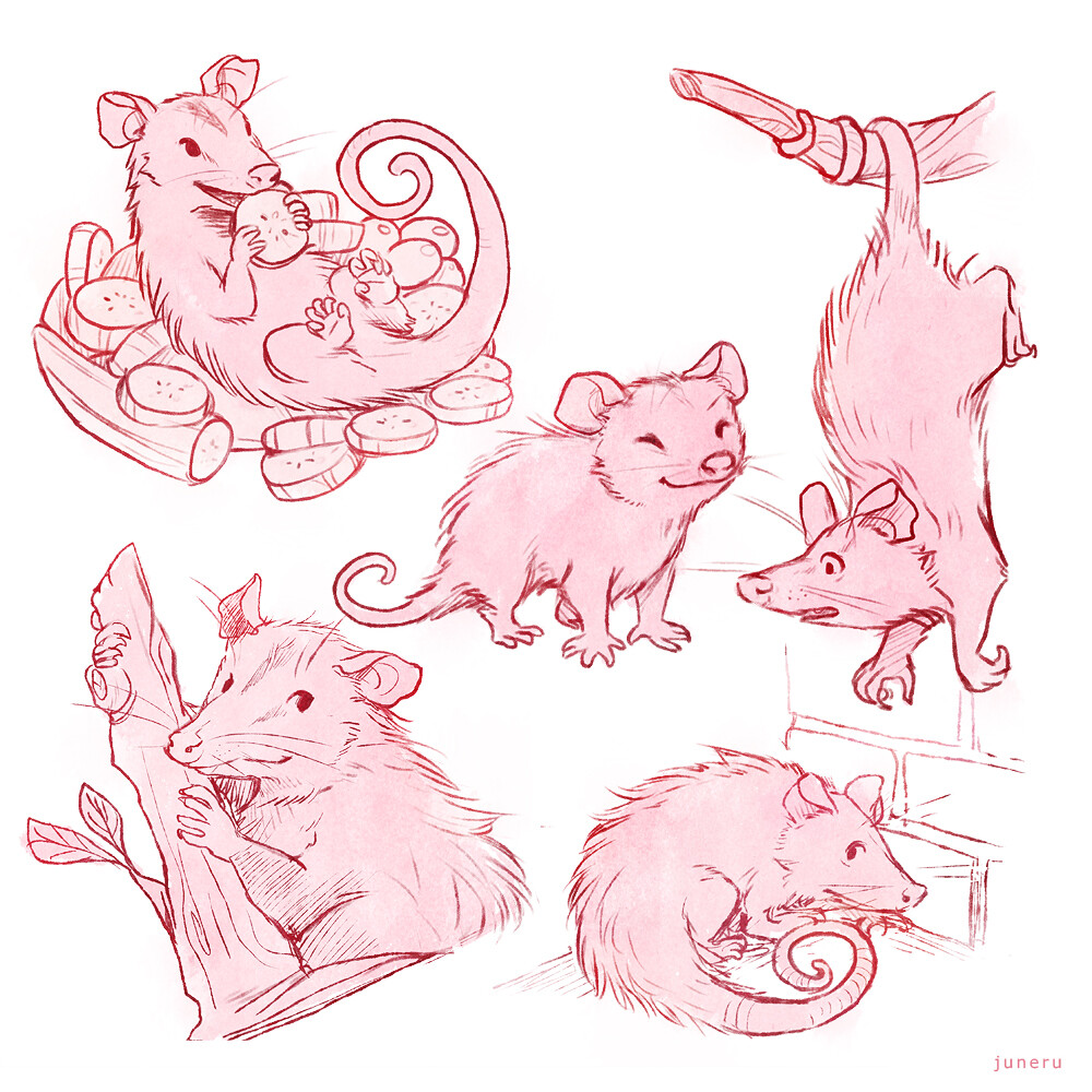 possum drawing reference