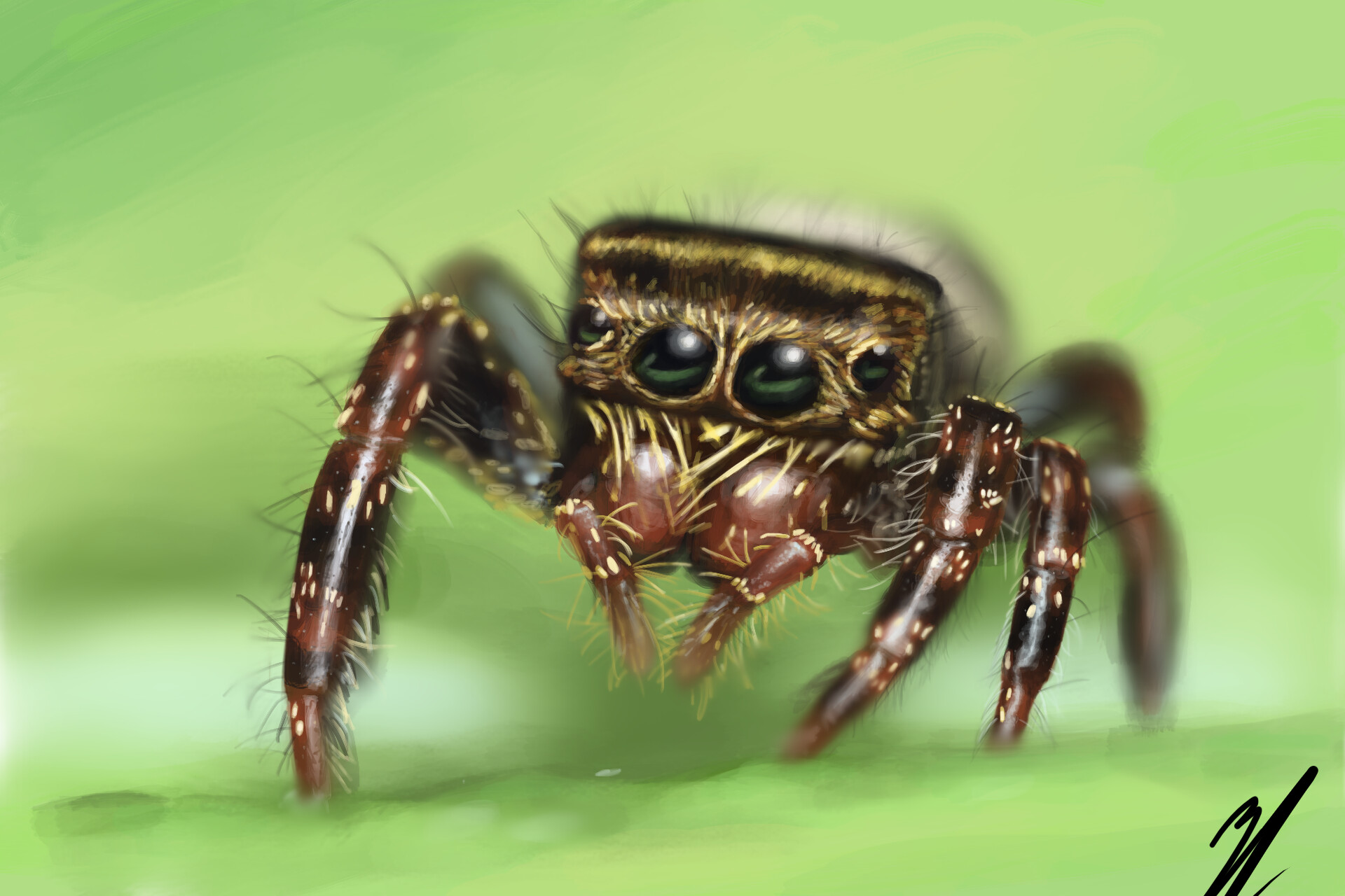 ArtStation - Jumping spider close up