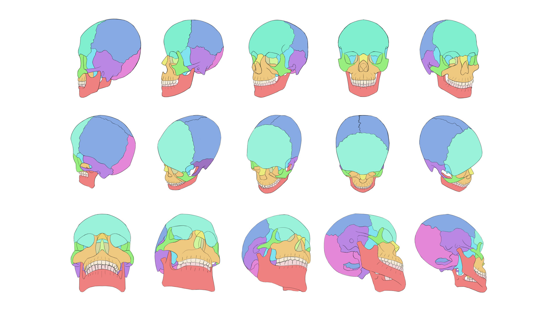 ArtStation - Skull studies