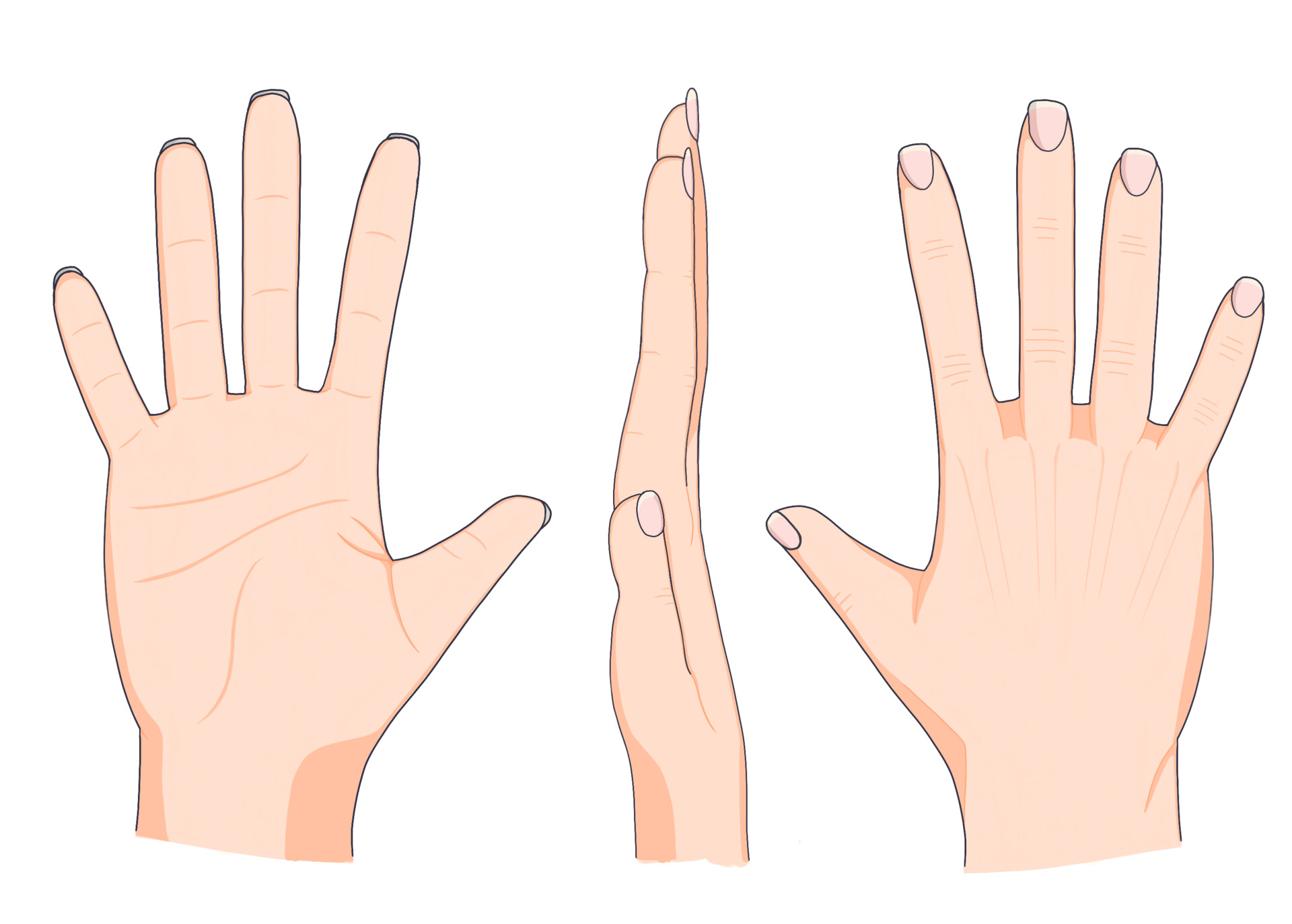 ArtStation - Anatomy: Hands Study