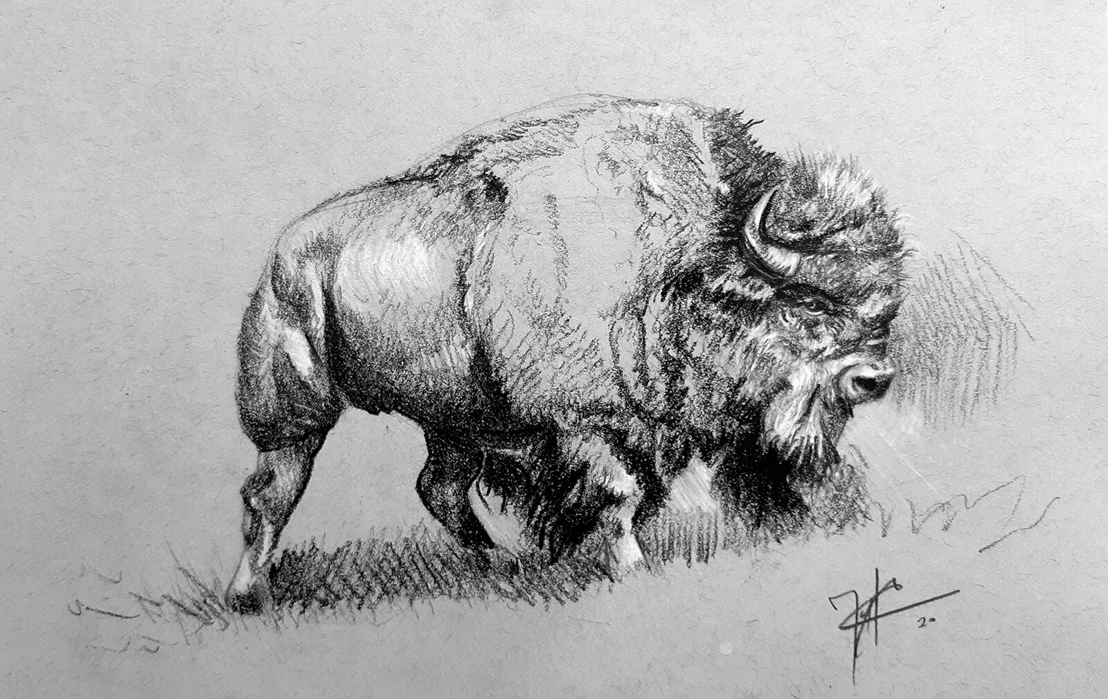 ArtStation - Bison study