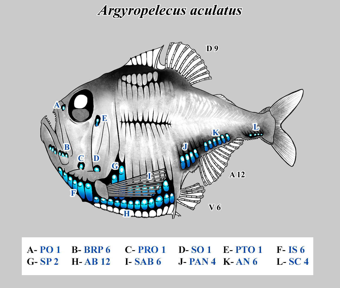 ArtStation - Stomiiformes