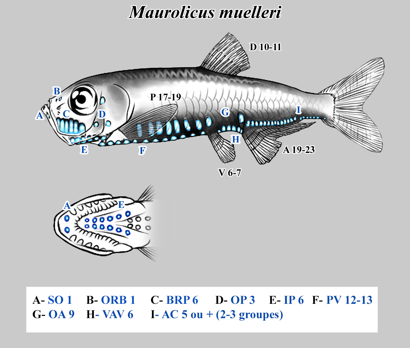 Guillaume Rech - Stomiiformes