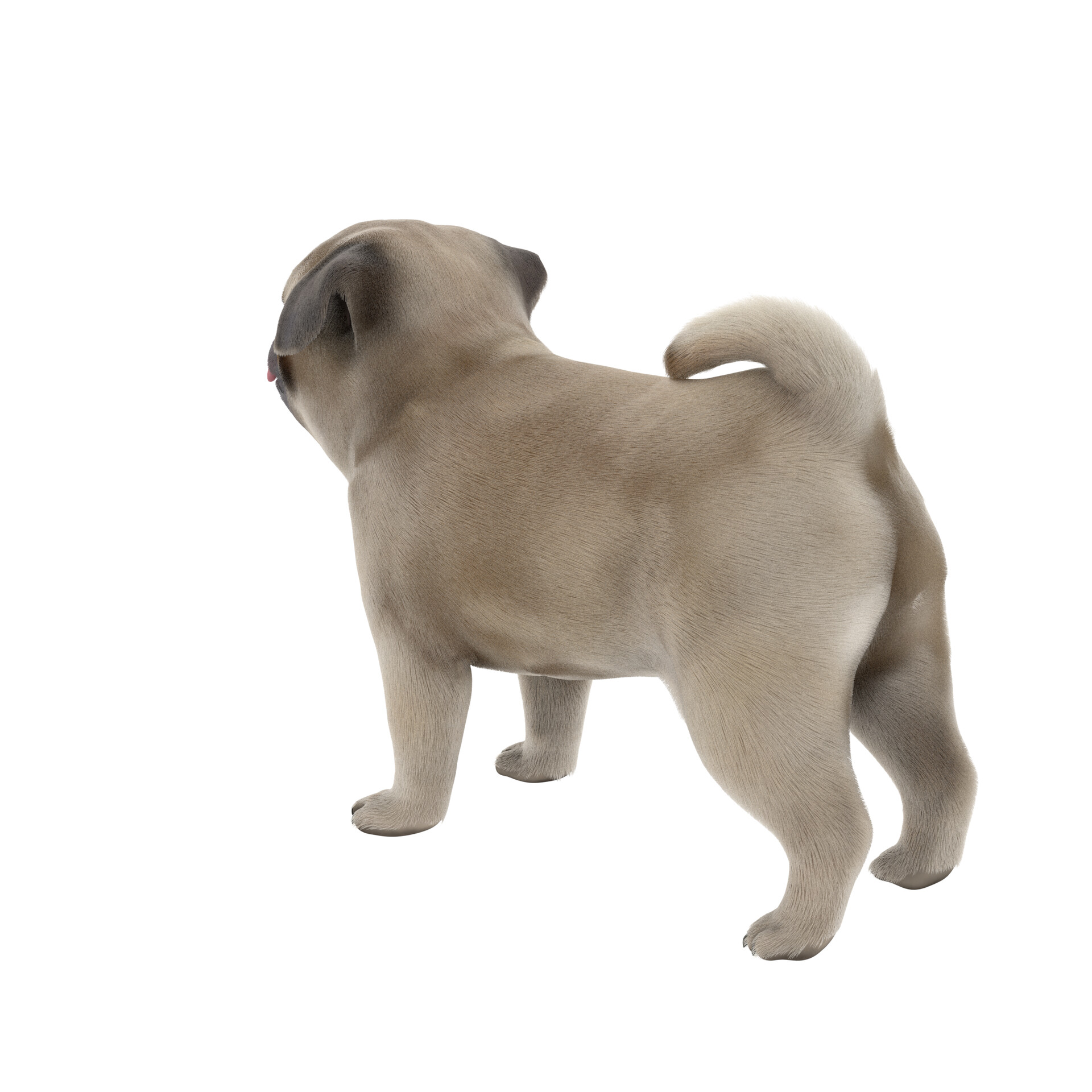 ArtStation - Pug Puppy